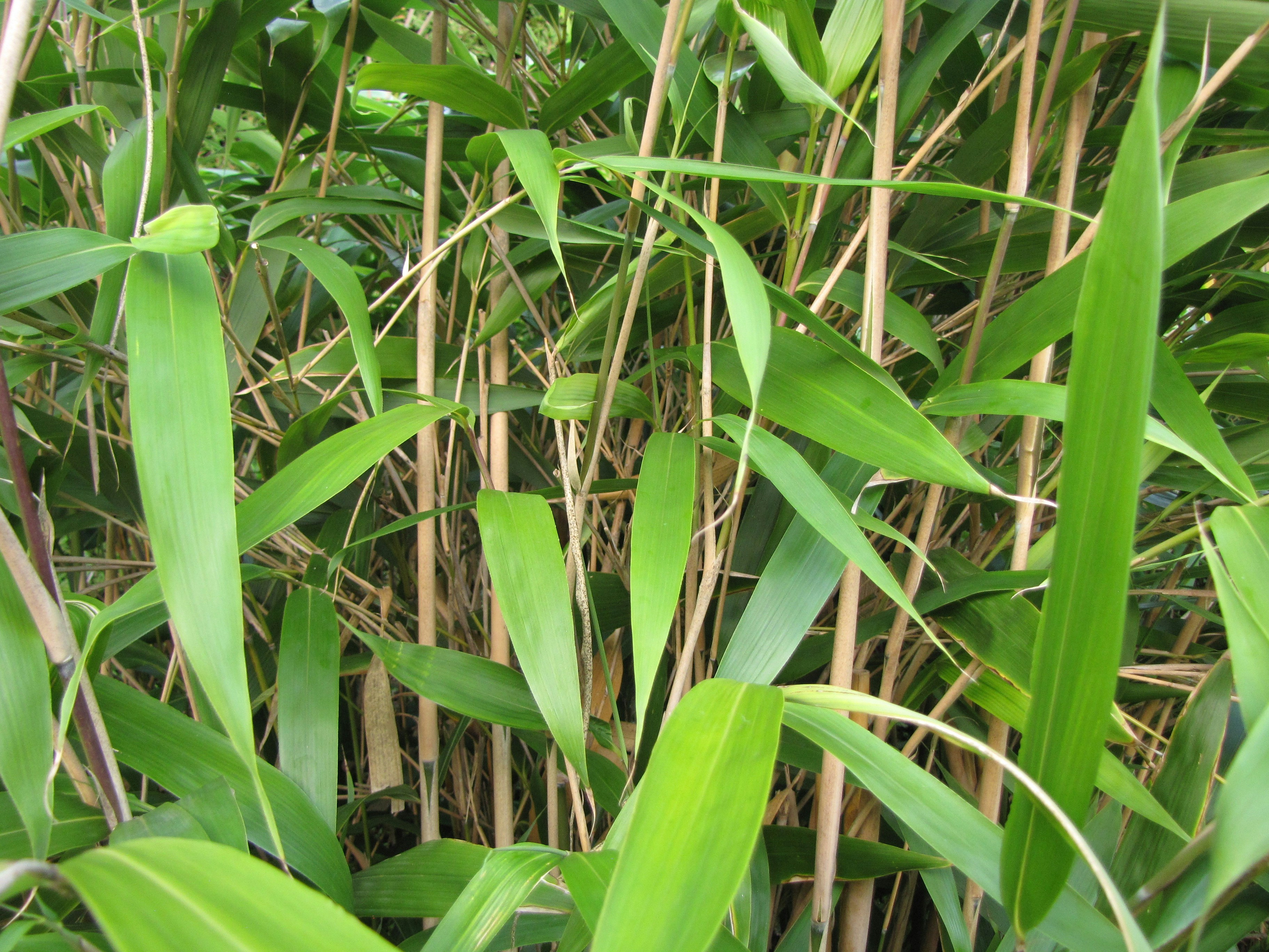 Lush bamboo foliage intertwines, creating a vibrant tapestry of greens and earthy tones. The intricate arrangement invites exploration.
