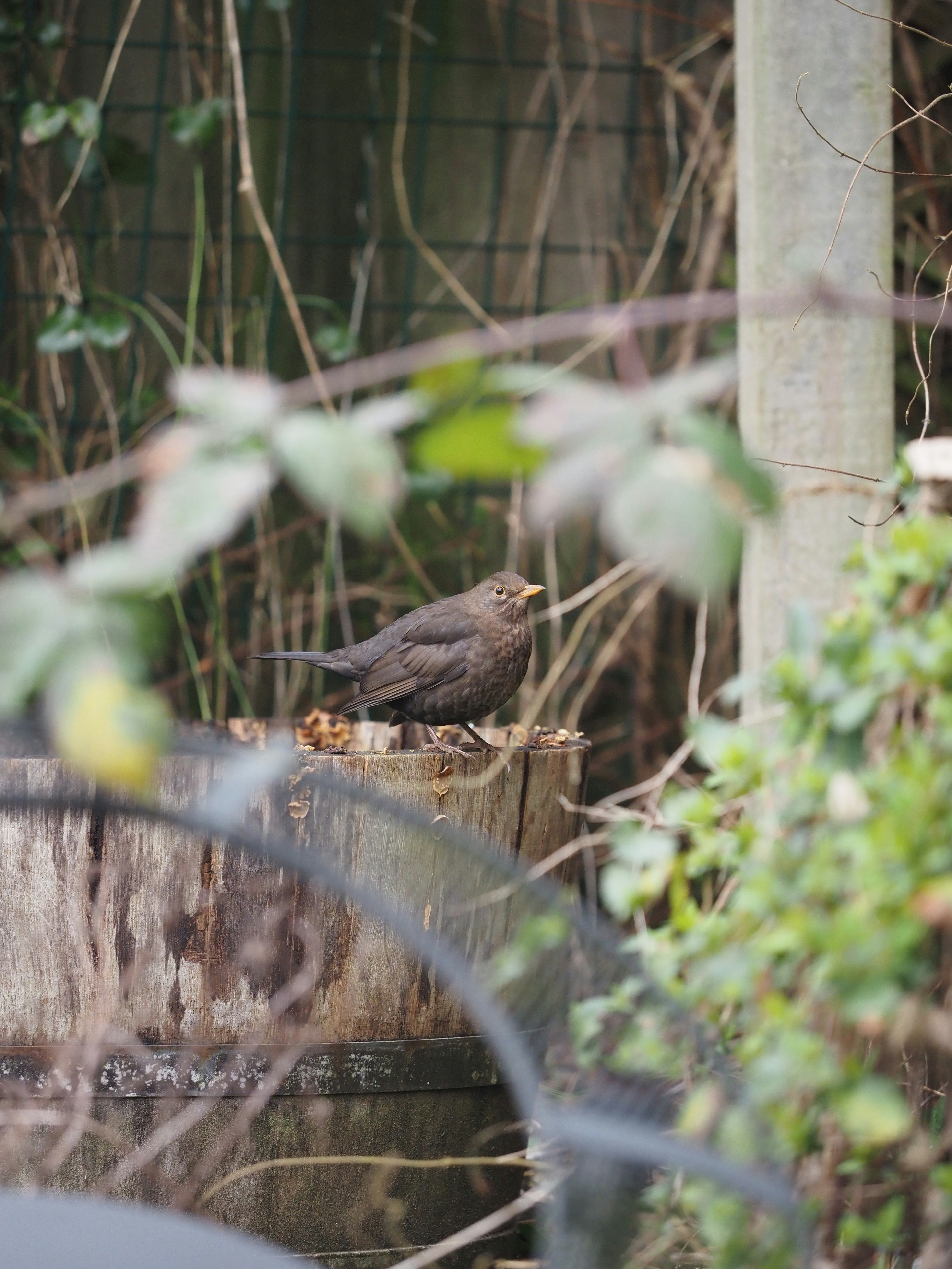 Masked Barn Songbird Perched on a Mossy Stump