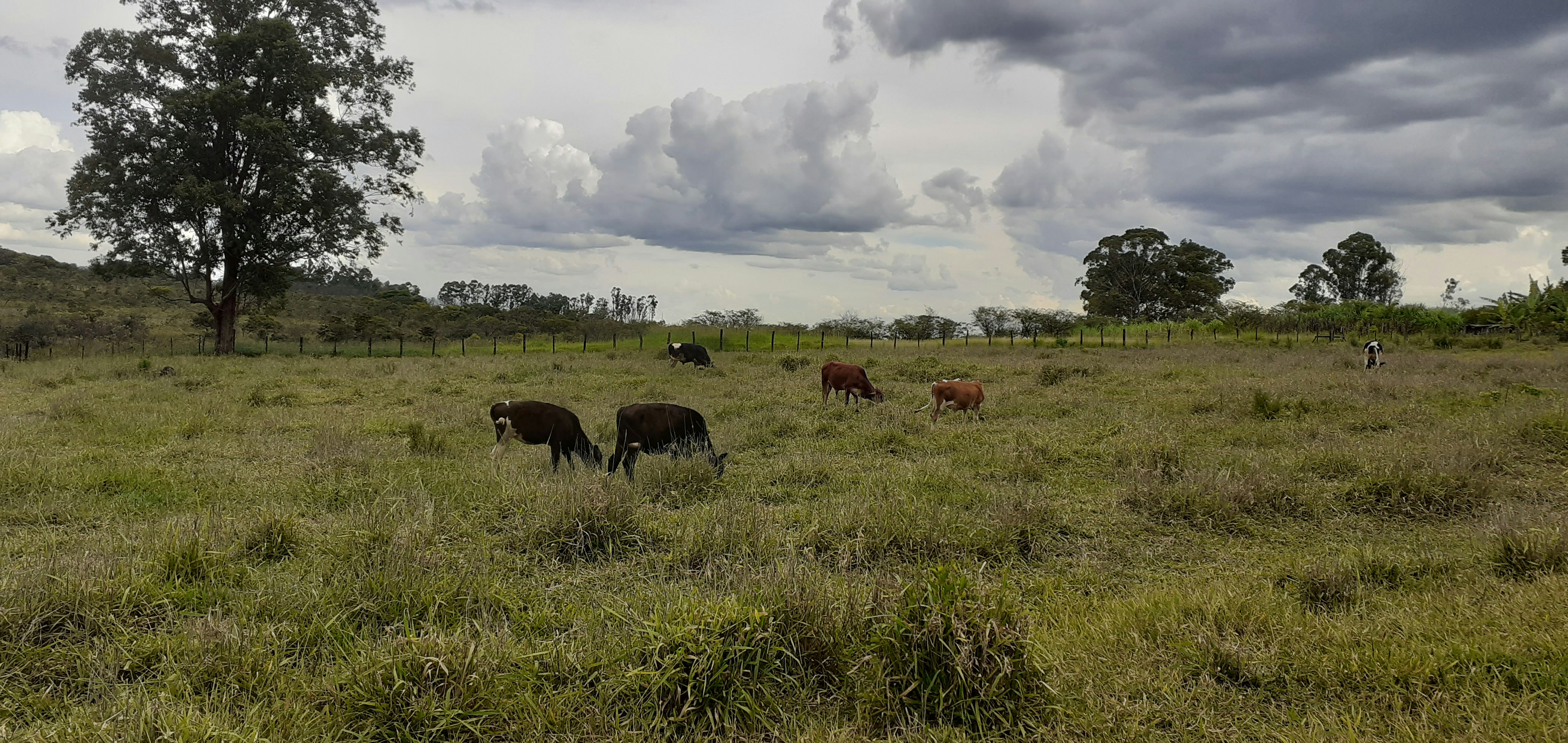 Cattle grazing peacefully in a lush field, framed by dramatic clouds and a solitary tree. The scene captures the essence of rural tranquility.