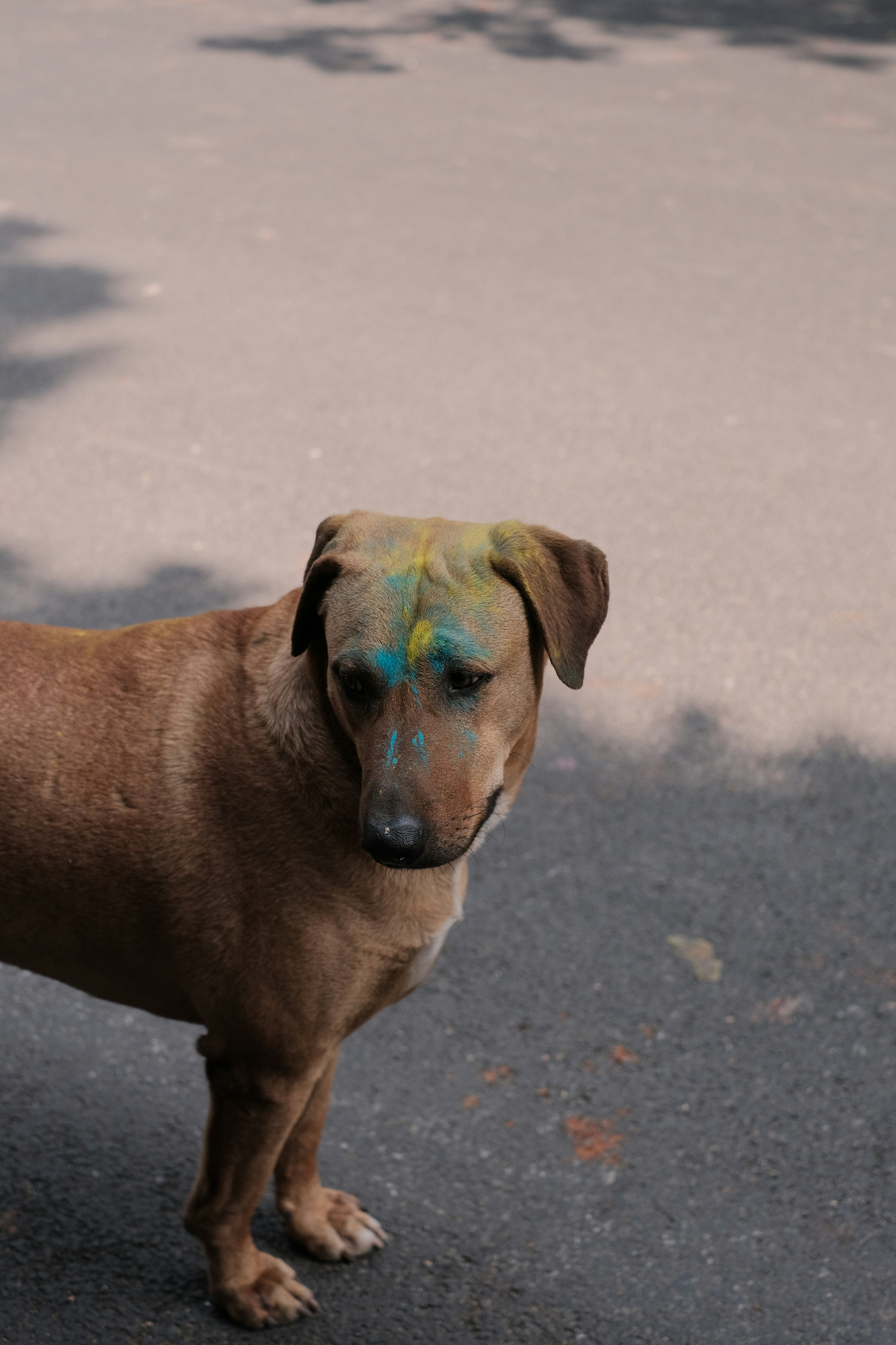 a brown dog with blue and yellow paint on it's face