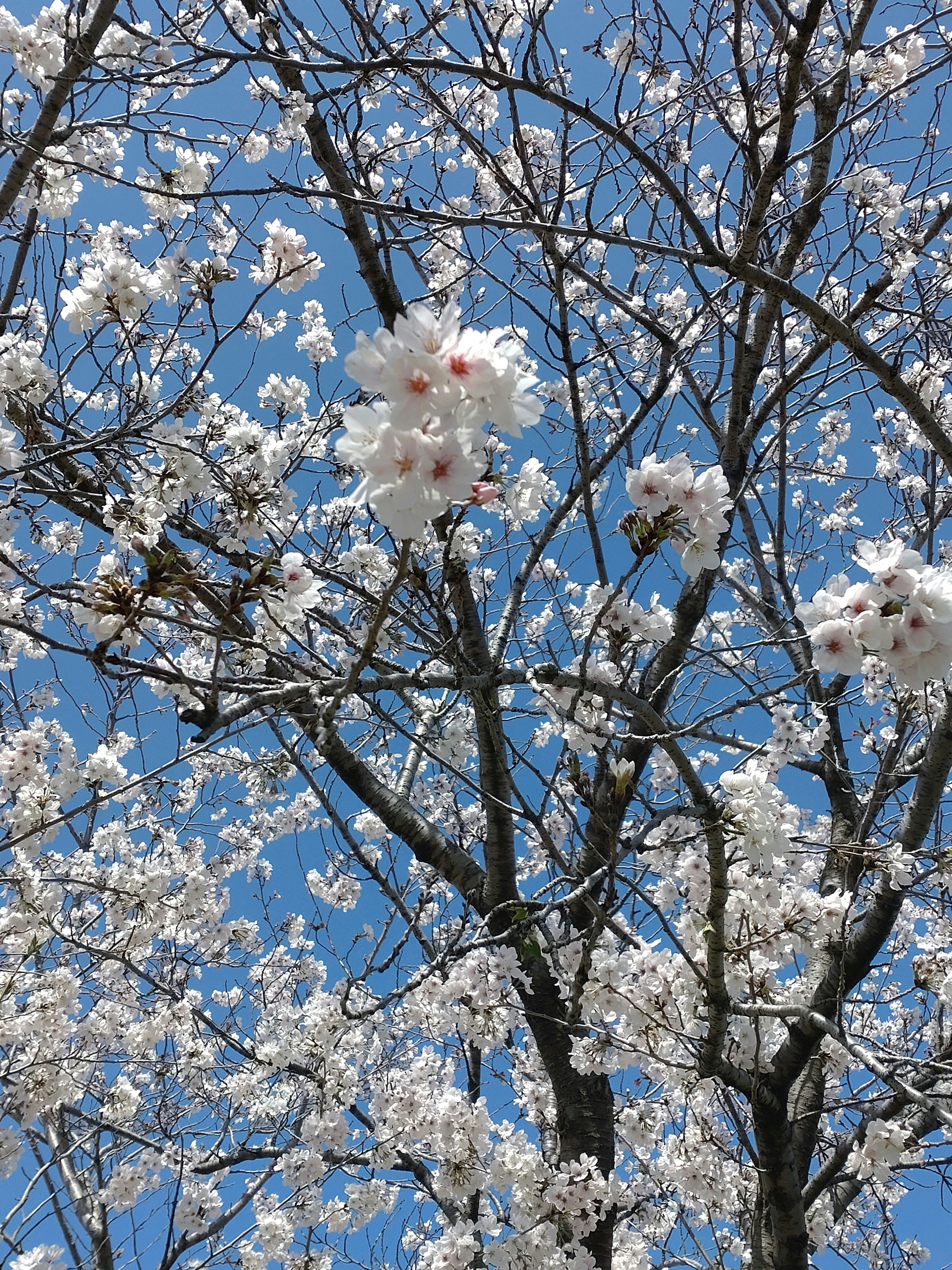 Blossoms Against a Cerulean Sky