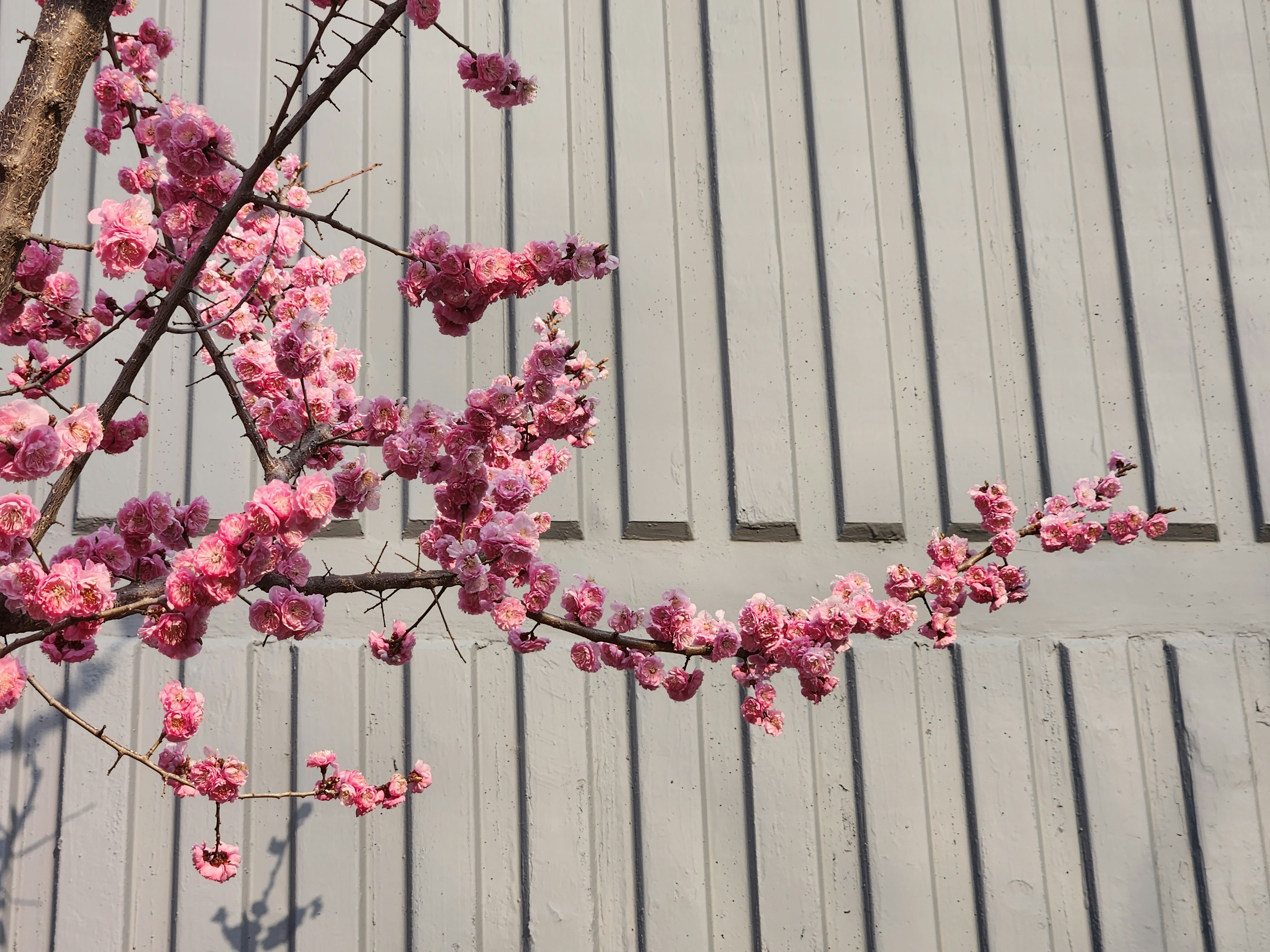 Delicate pink cherry blossoms cascade from a branch against a textured gray wall, highlighting the beauty of nature in an urban setting.