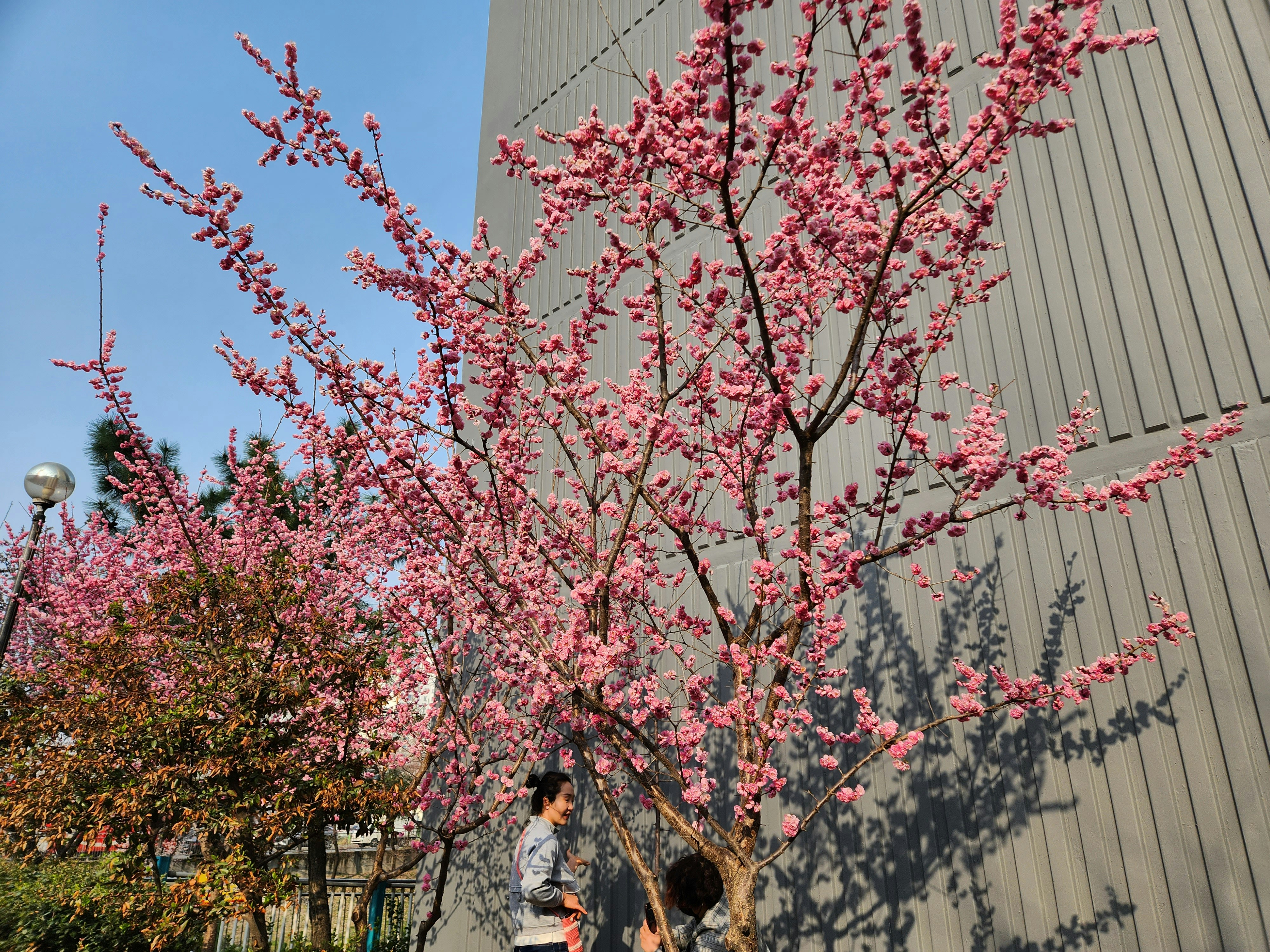 Pink blossoms arch over a quiet street beside a tall corrugated wall, with a passerby for scale. This photograph highlights spring color contrasting with urban architecture.