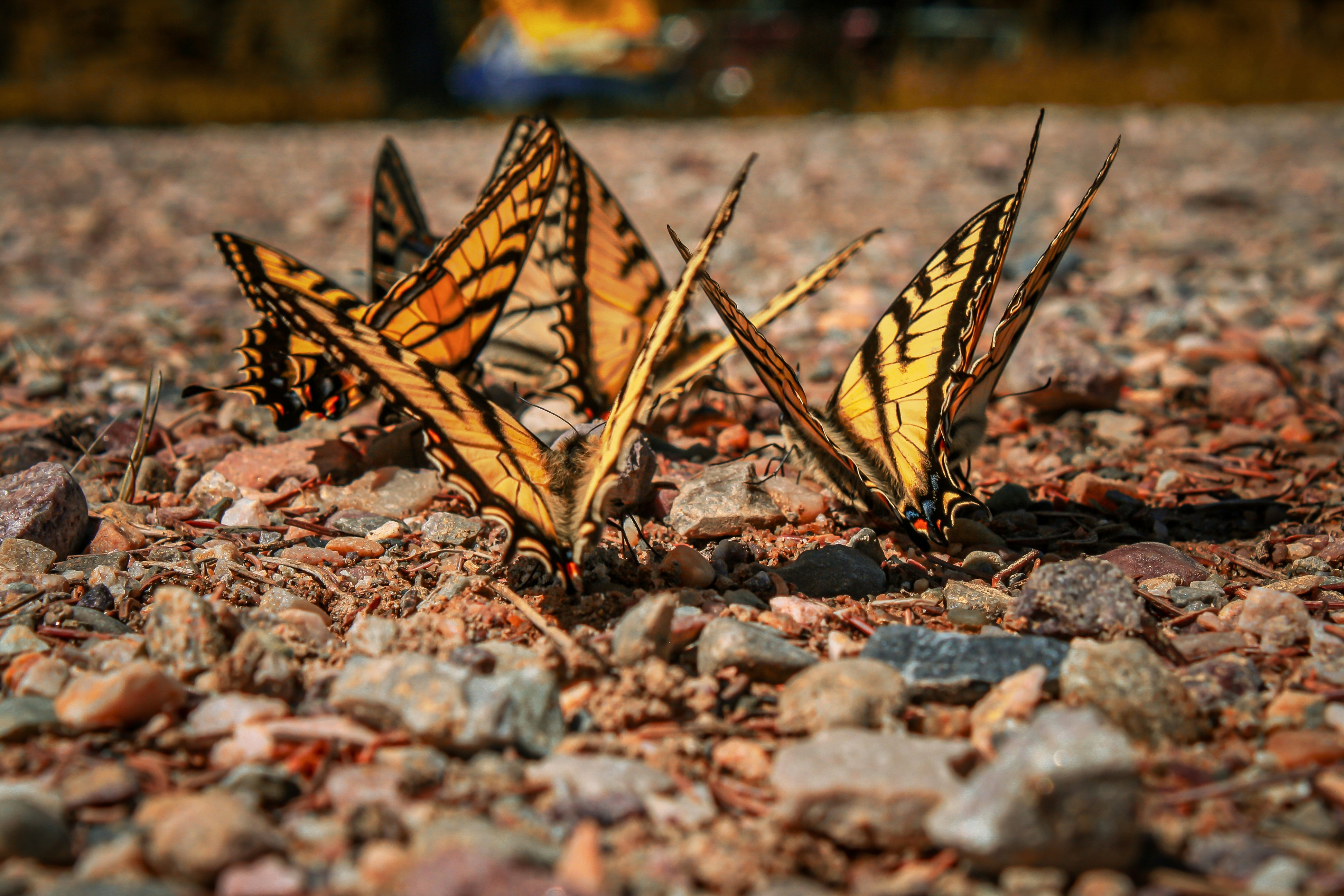 A Trio of Monarchs at Pebble Break