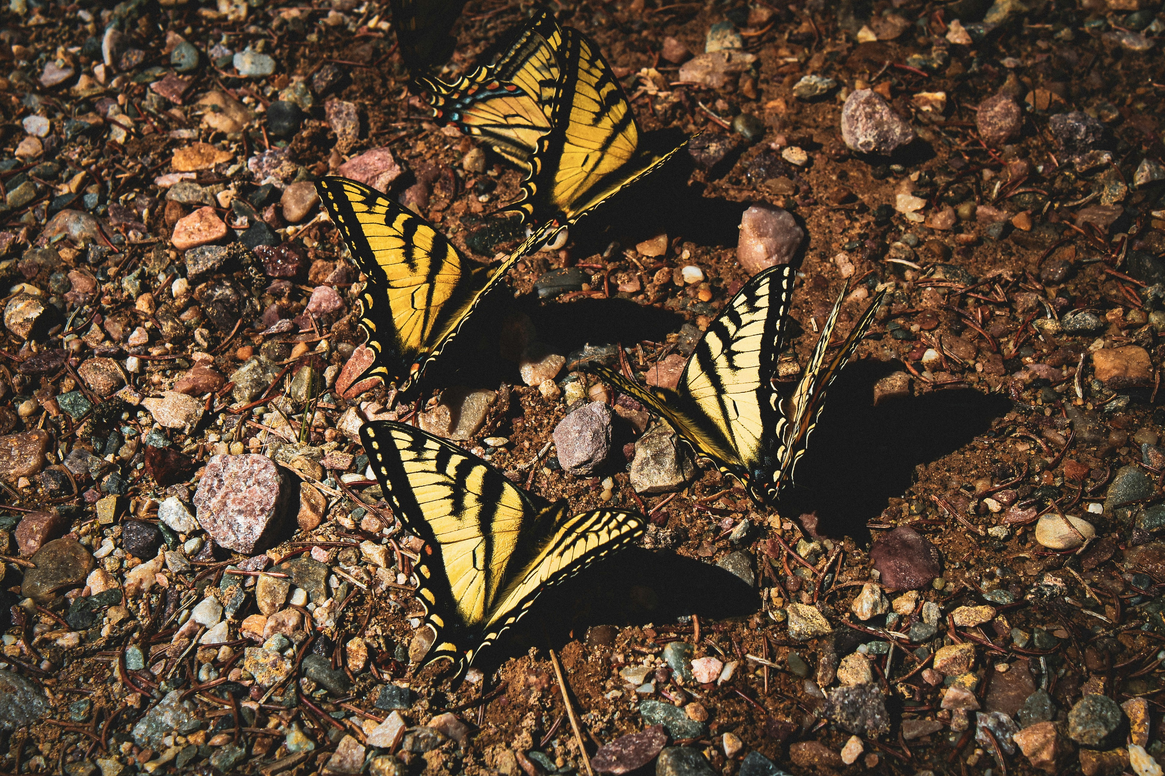 A cluster of yellow and black butterflies resting on a gravel surface, showcasing their intricate wing patterns and shadows.