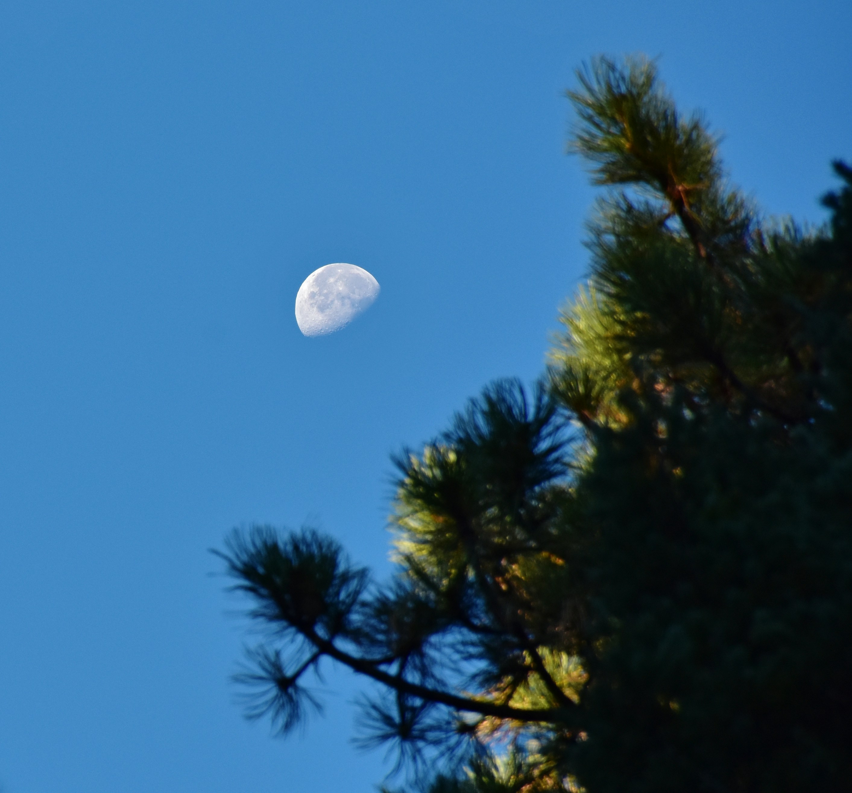 Morning moon