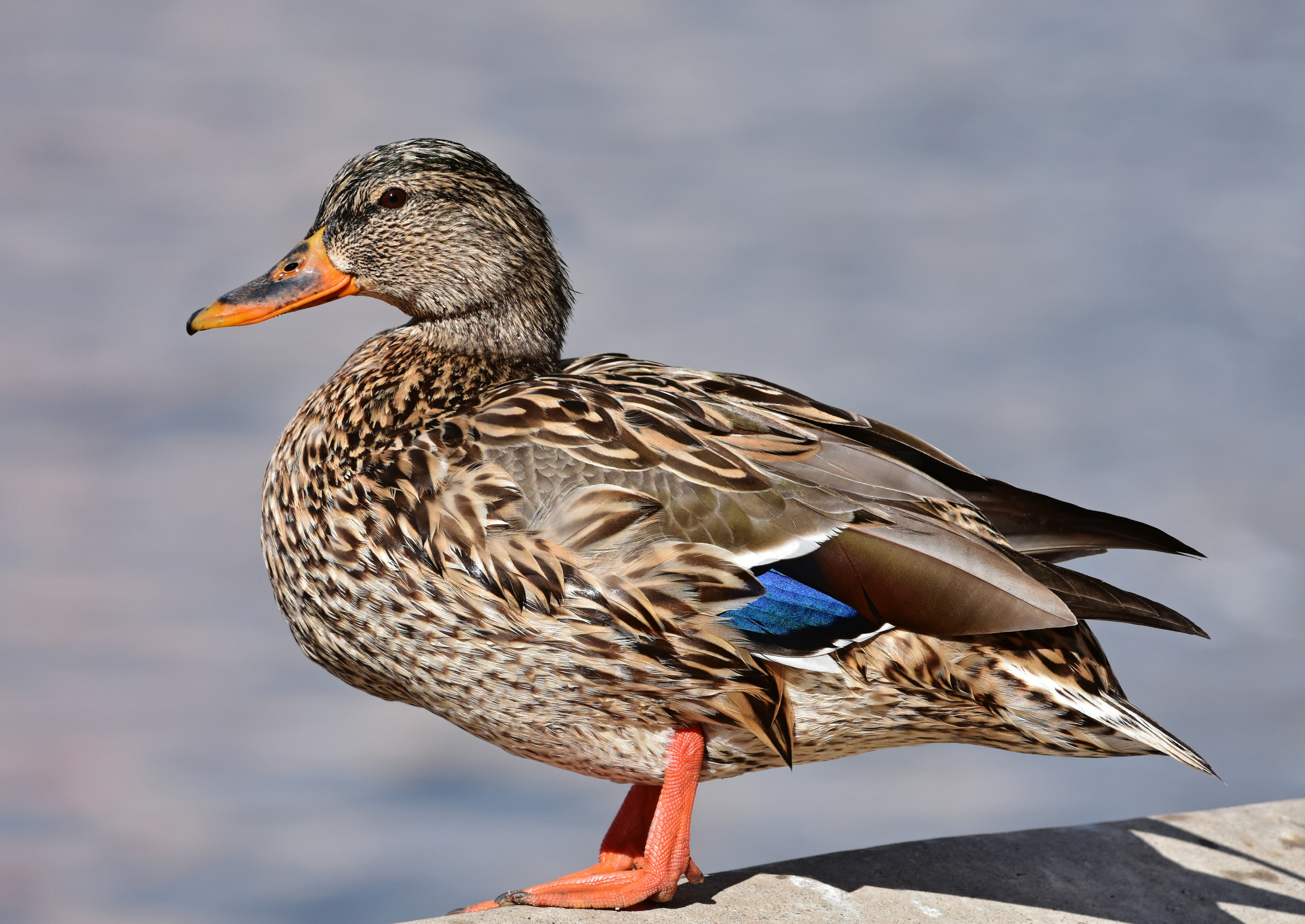 Best 500+ Mallard Duck Pictures | Download Free Images on Unsplash