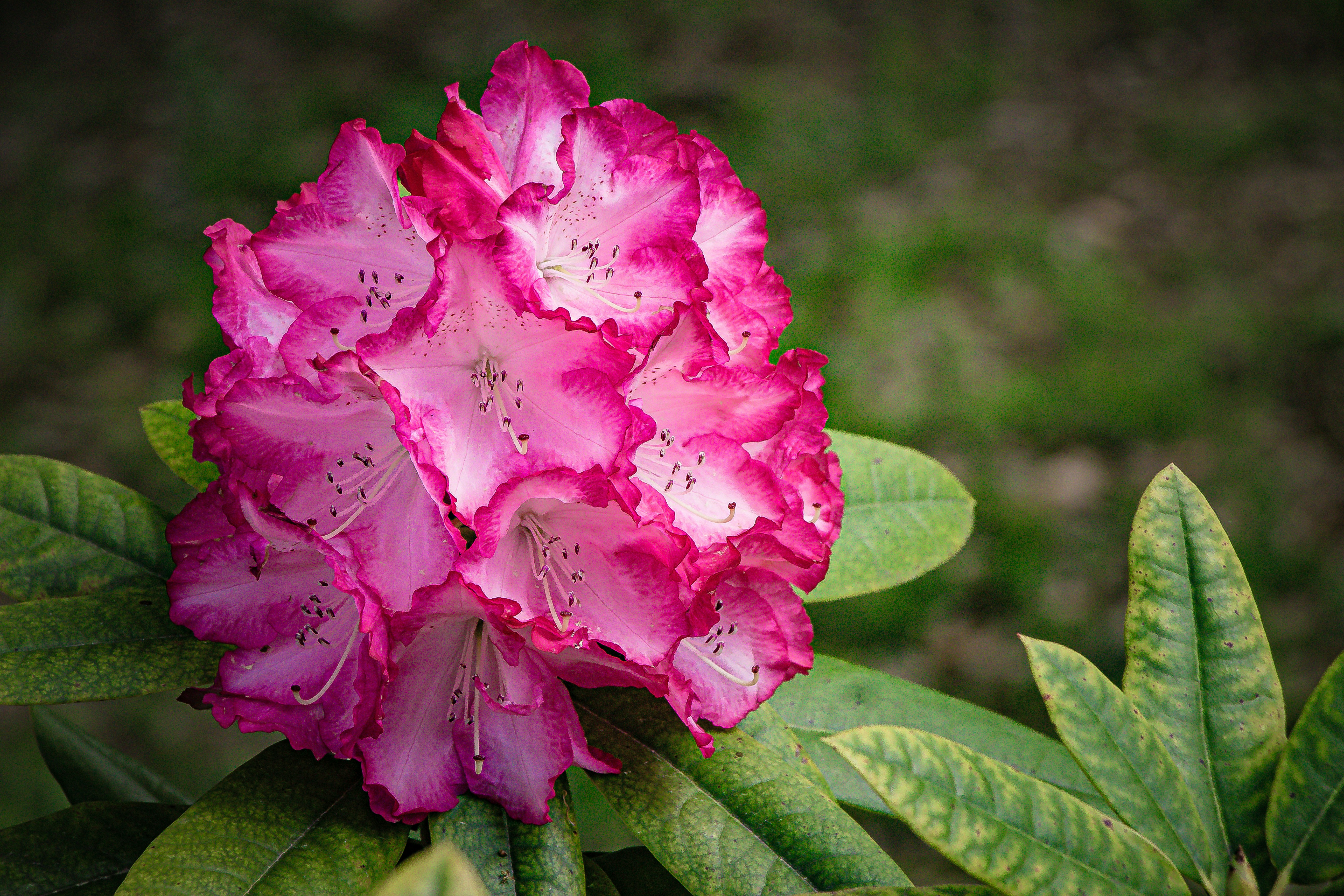a pink flower with green leaves in the background