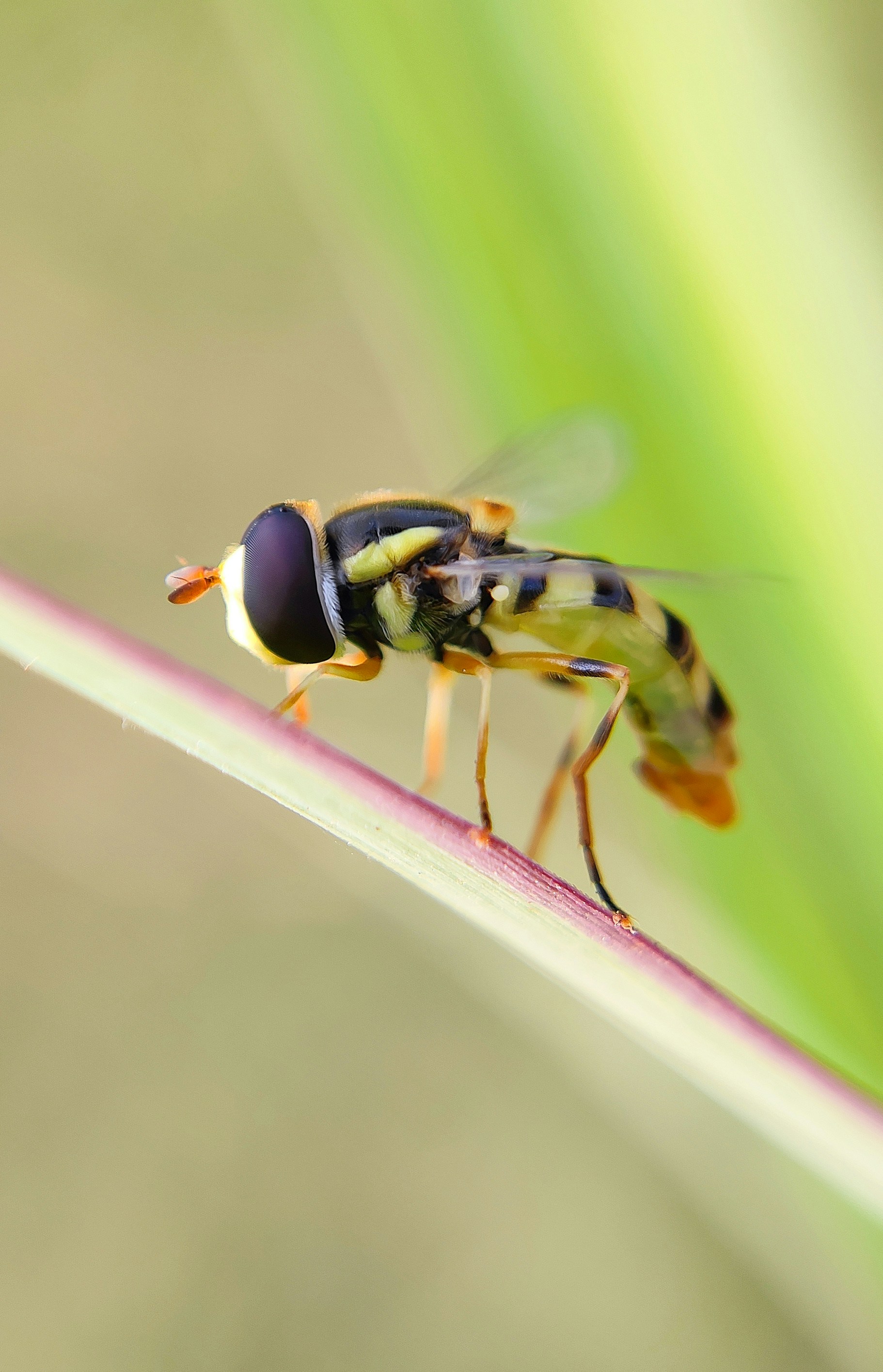 Macro photograph of a hoverfly perched on a diagonal leaf, with a soft, creamy background.