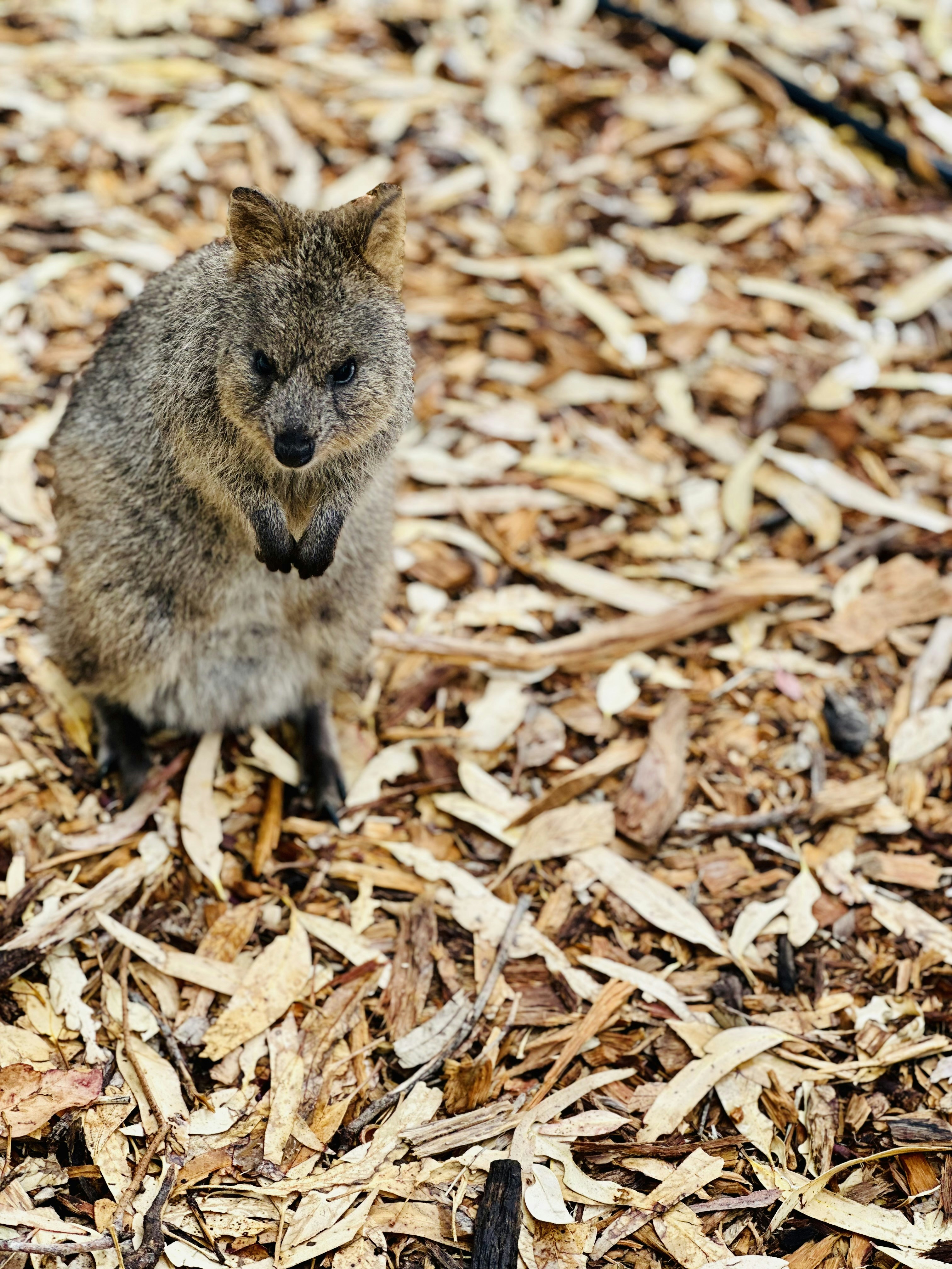 A small animal sitting on top of a pile of wood chips photo – Free ...