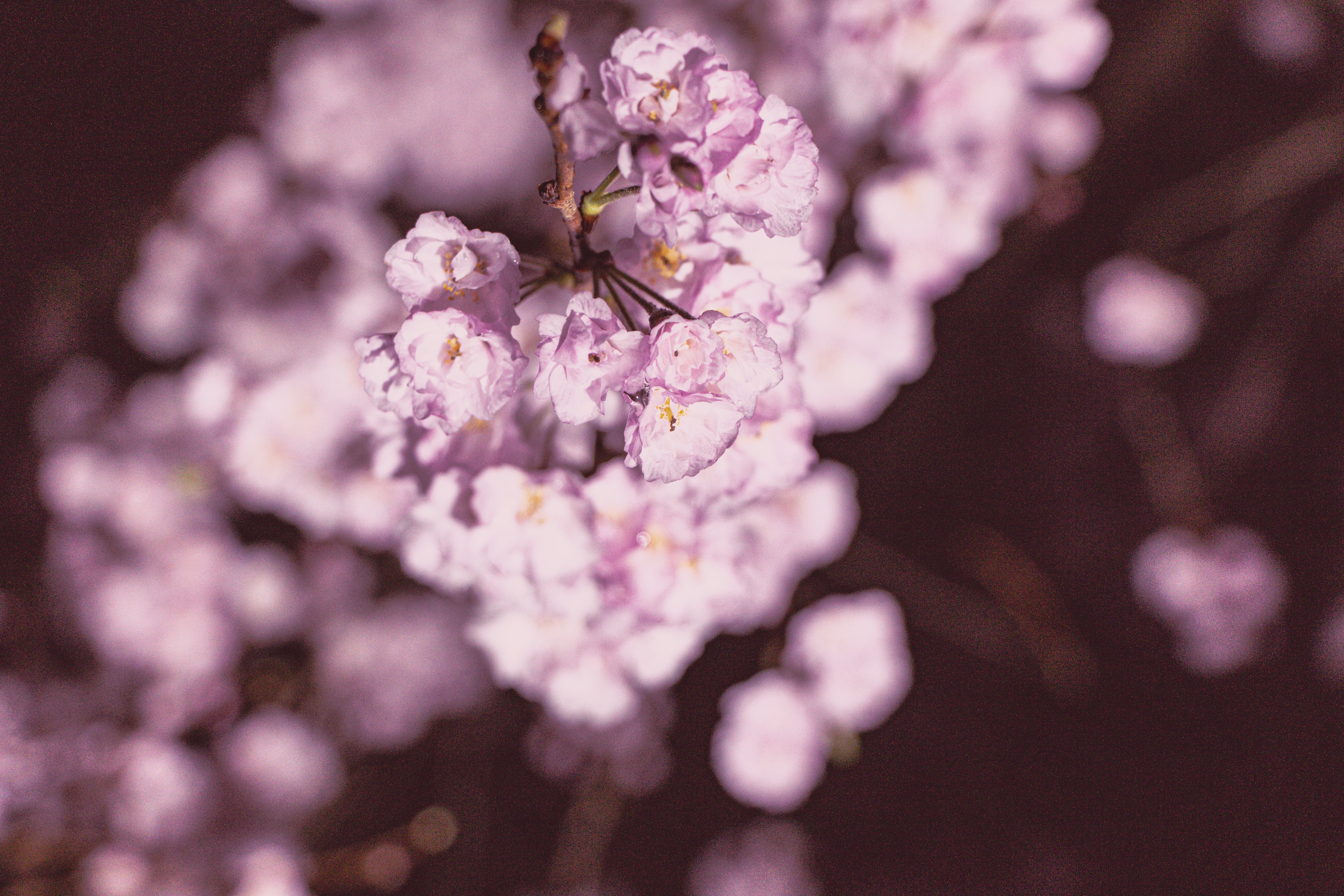 Soft pink blossoms in a blurred velvet night