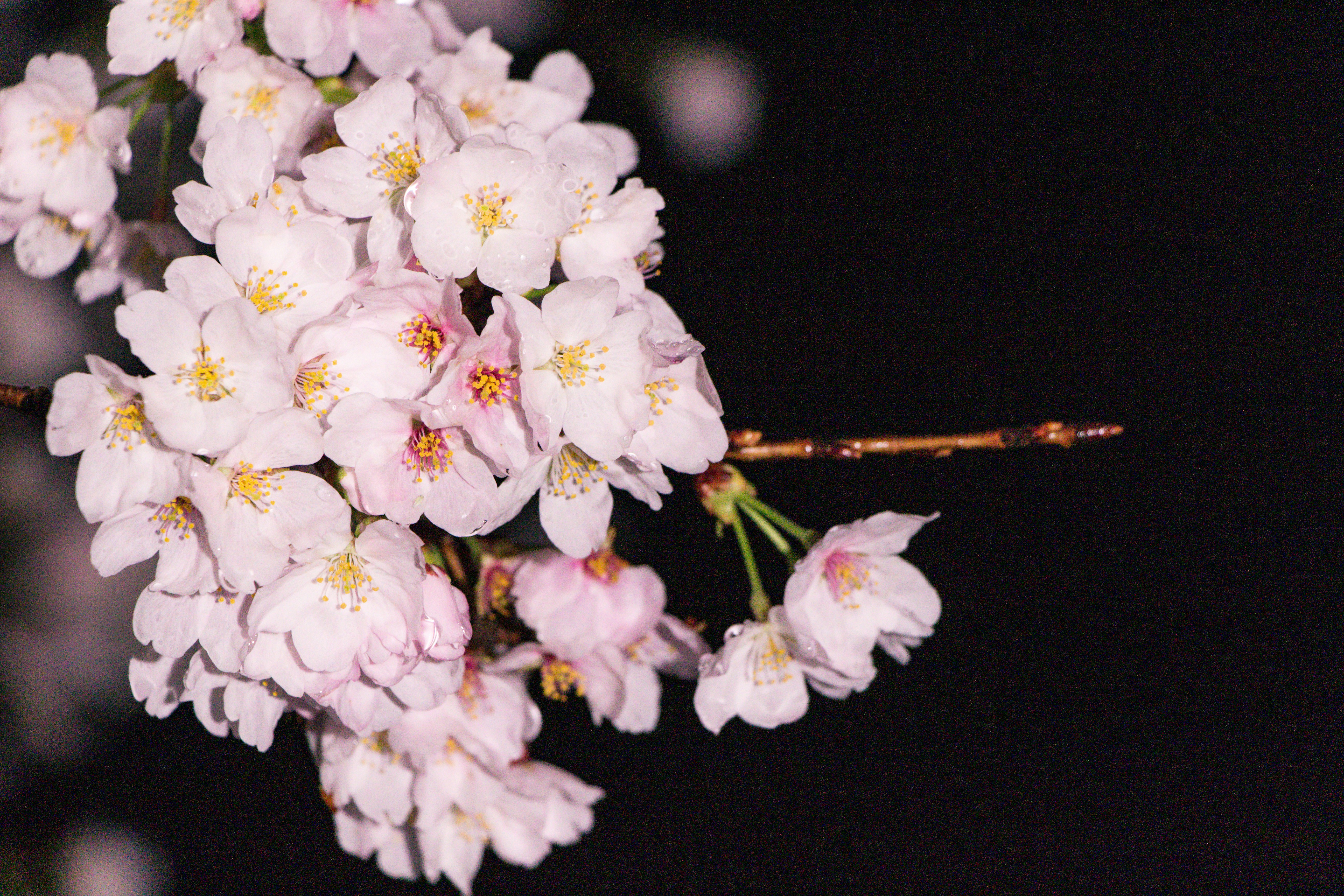Japanese sakura in the rain