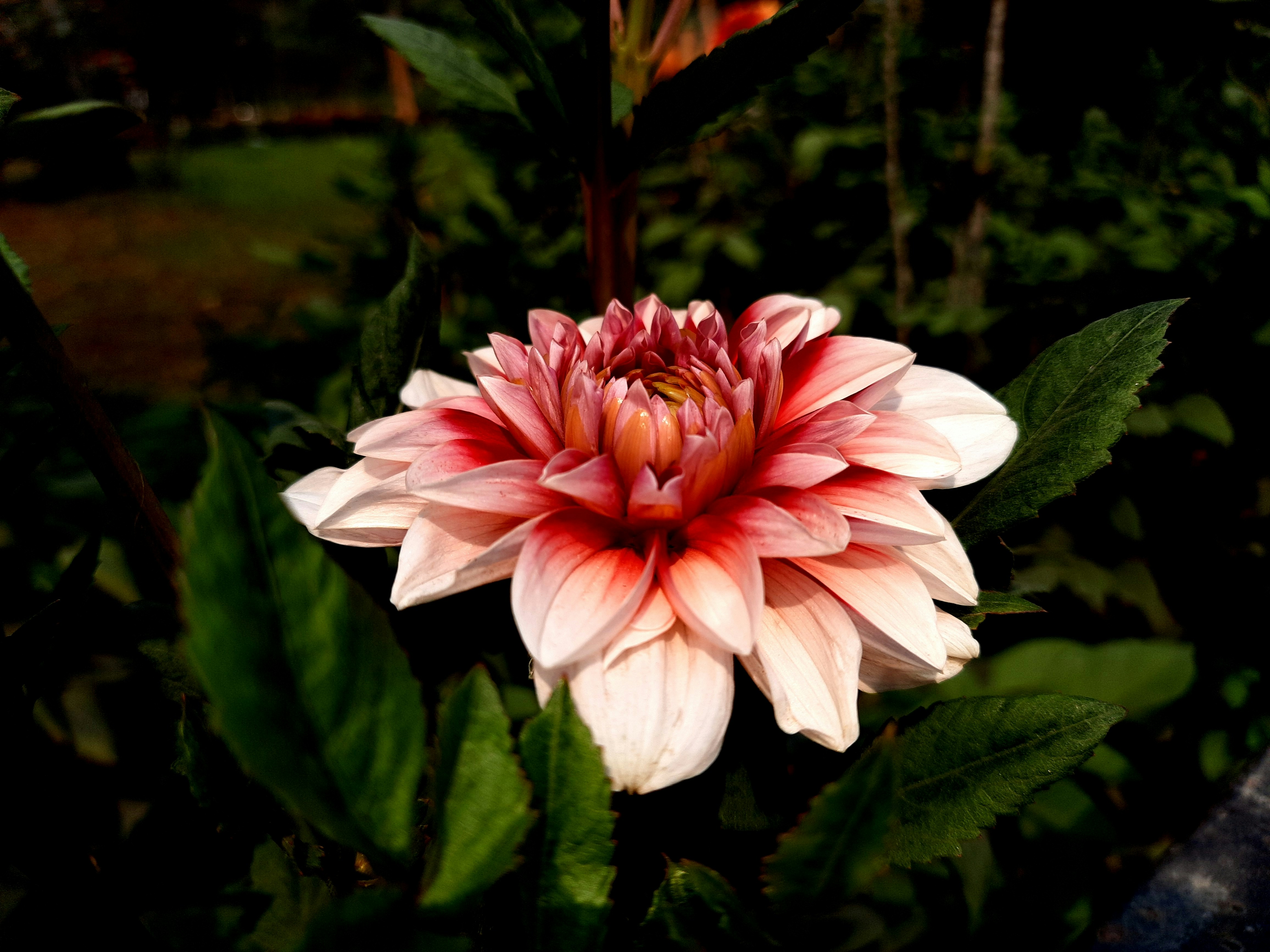 Pink Dahlia in Velvet Green: Center Stage of a Garden Portrait