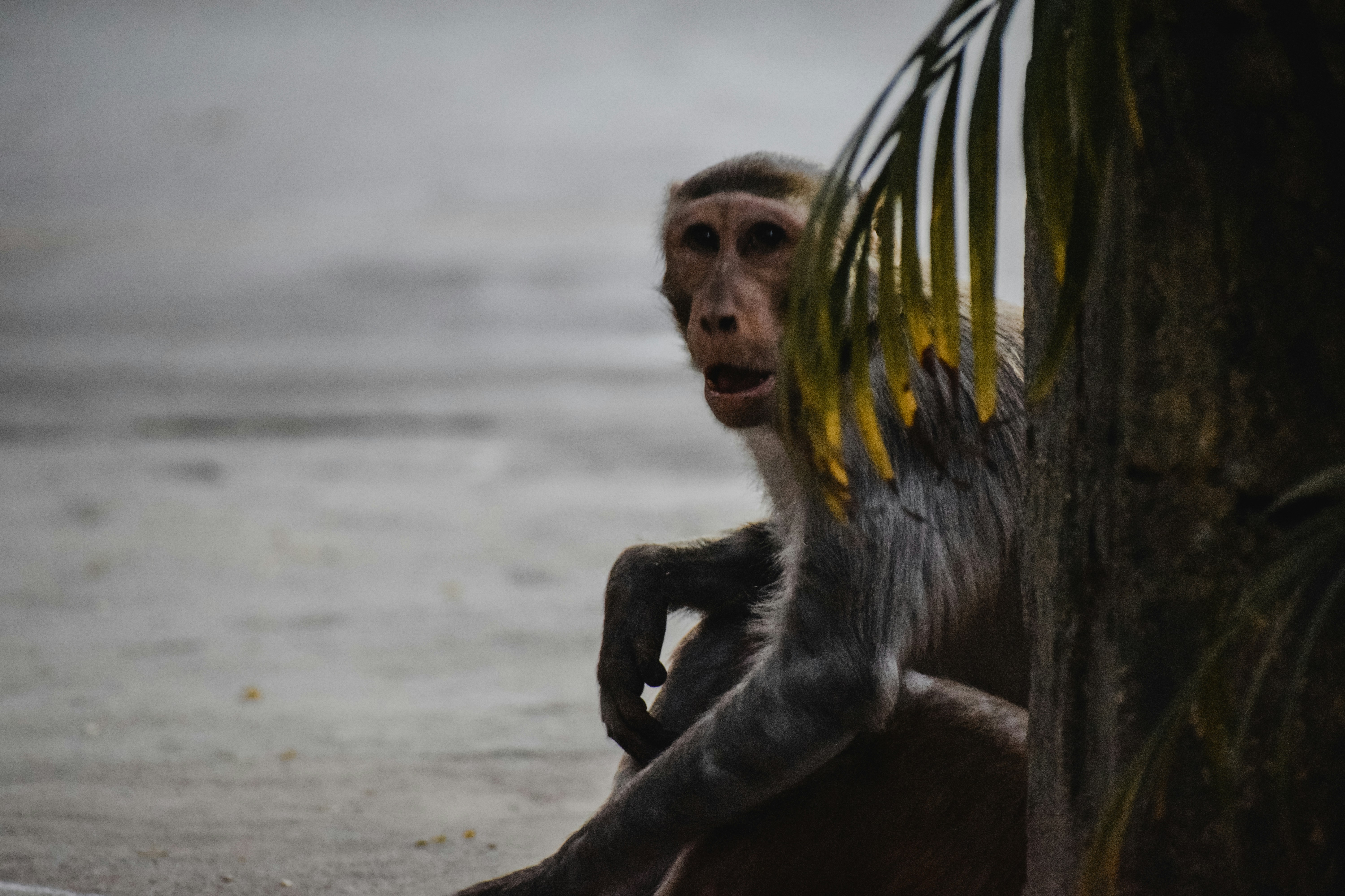 Monkey in the village