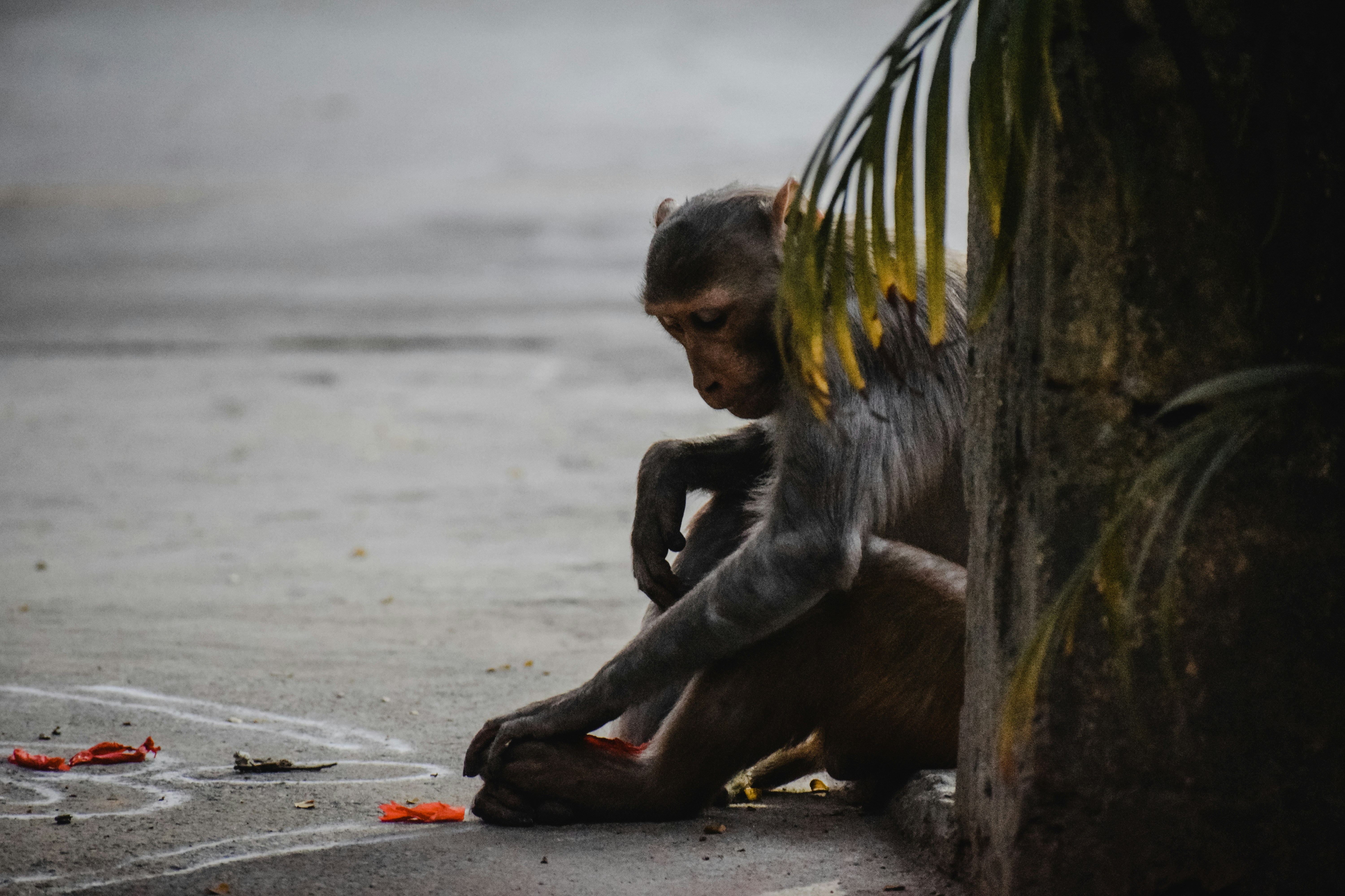 Monkey in the village