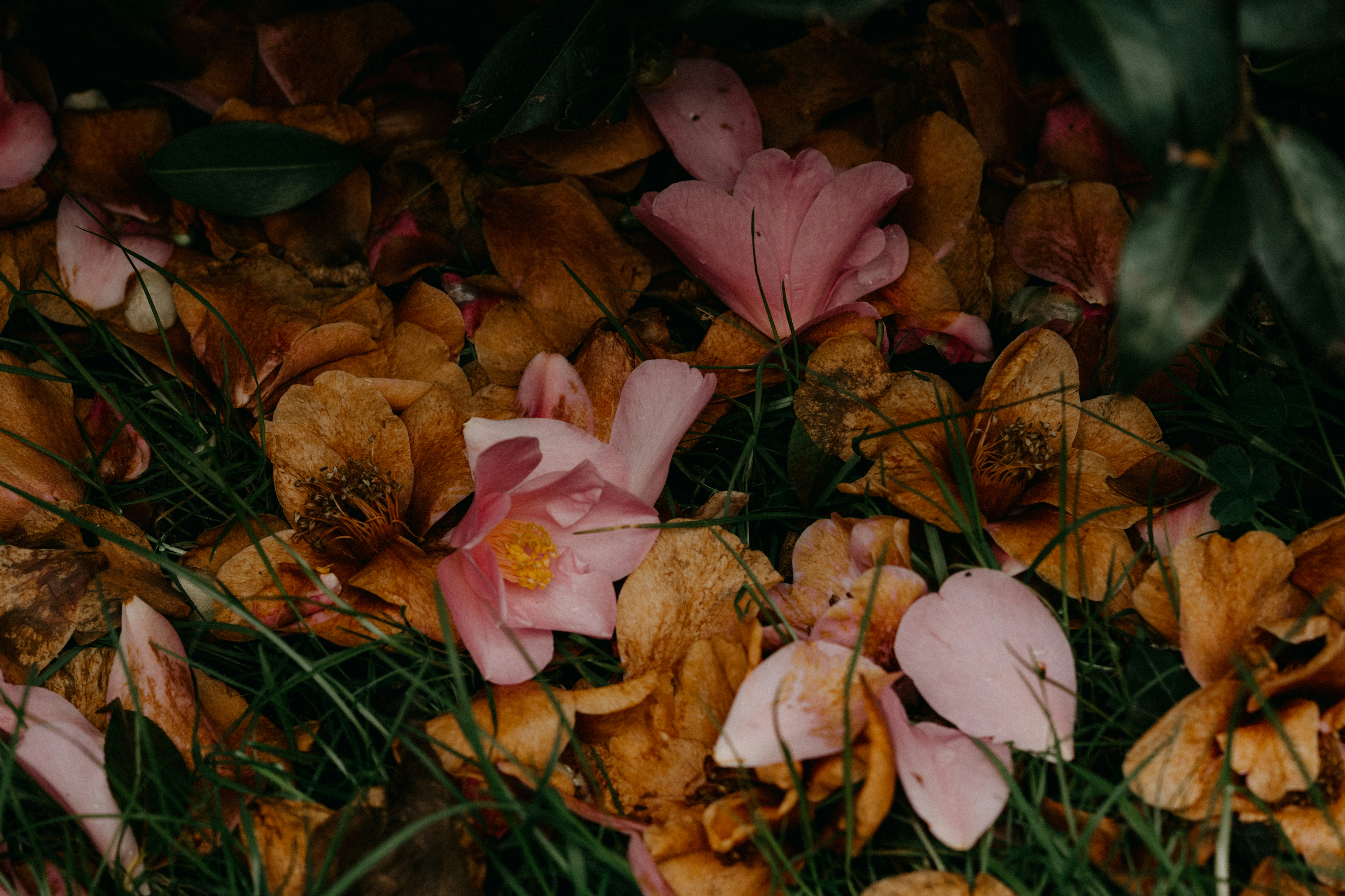 A bunch of flowers that are laying on the ground photo – Free Flower ...