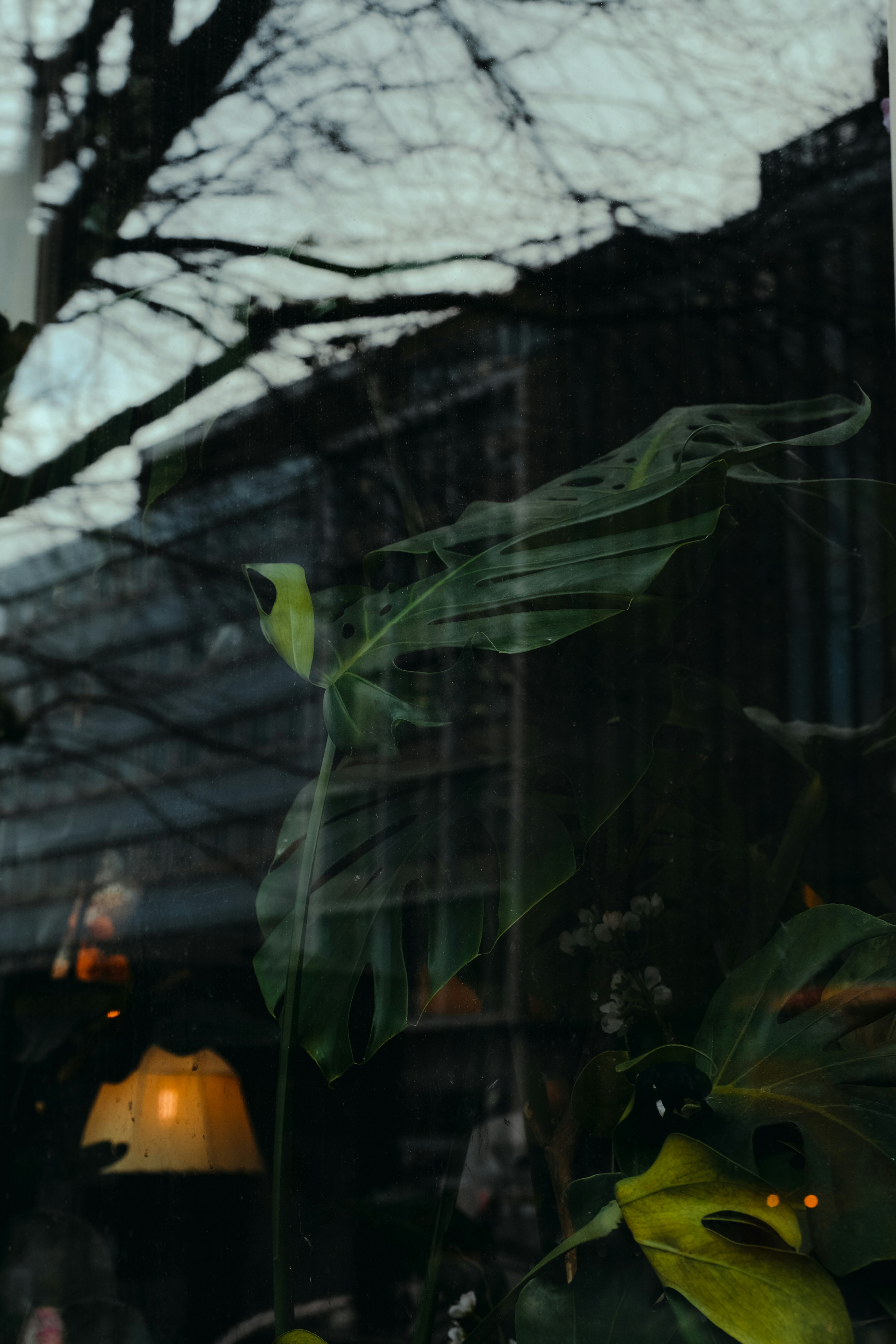 A view of a tree through a window photo – Free Uk Image on Unsplash