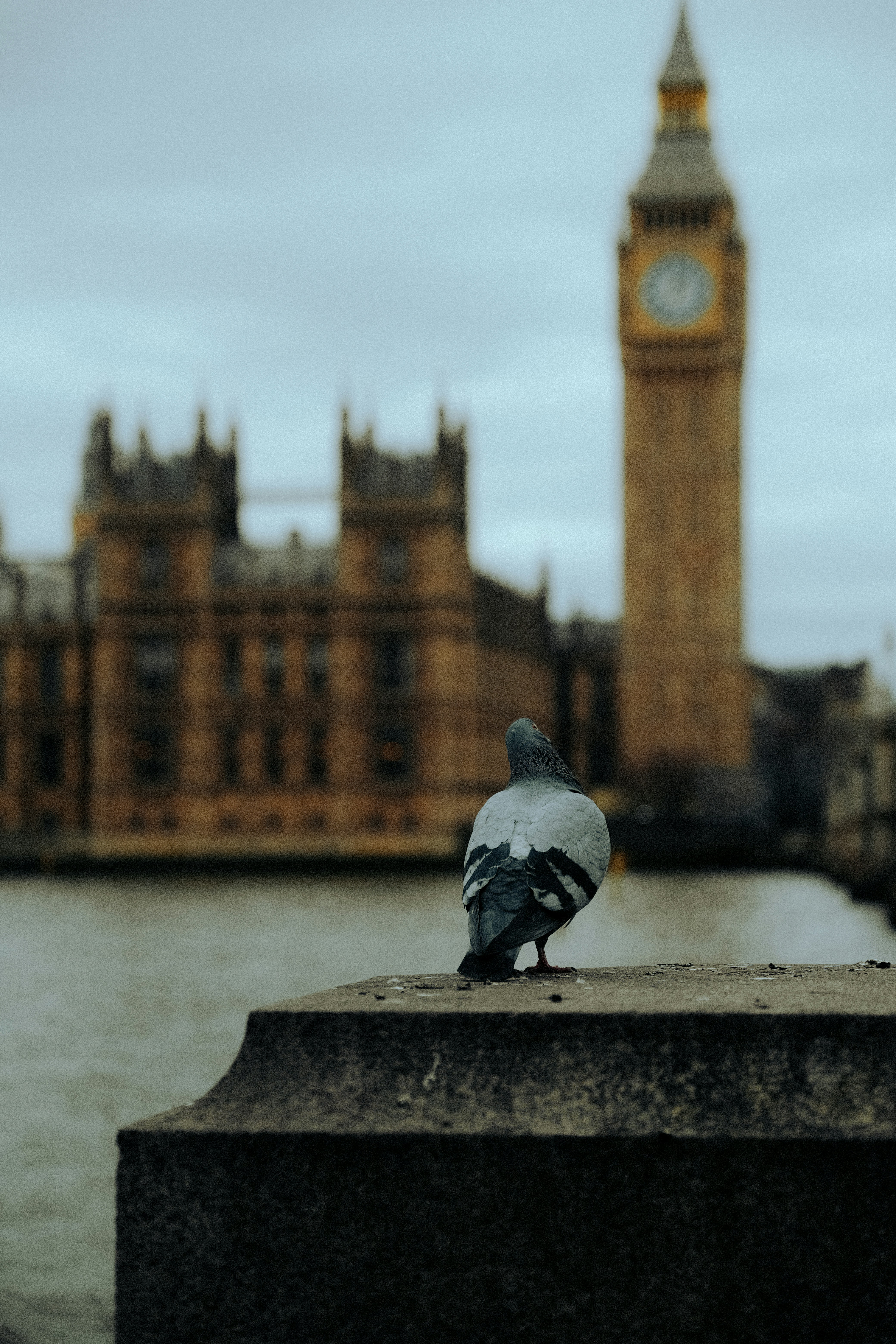 London Quay: A Pigeon with a View of Parliament