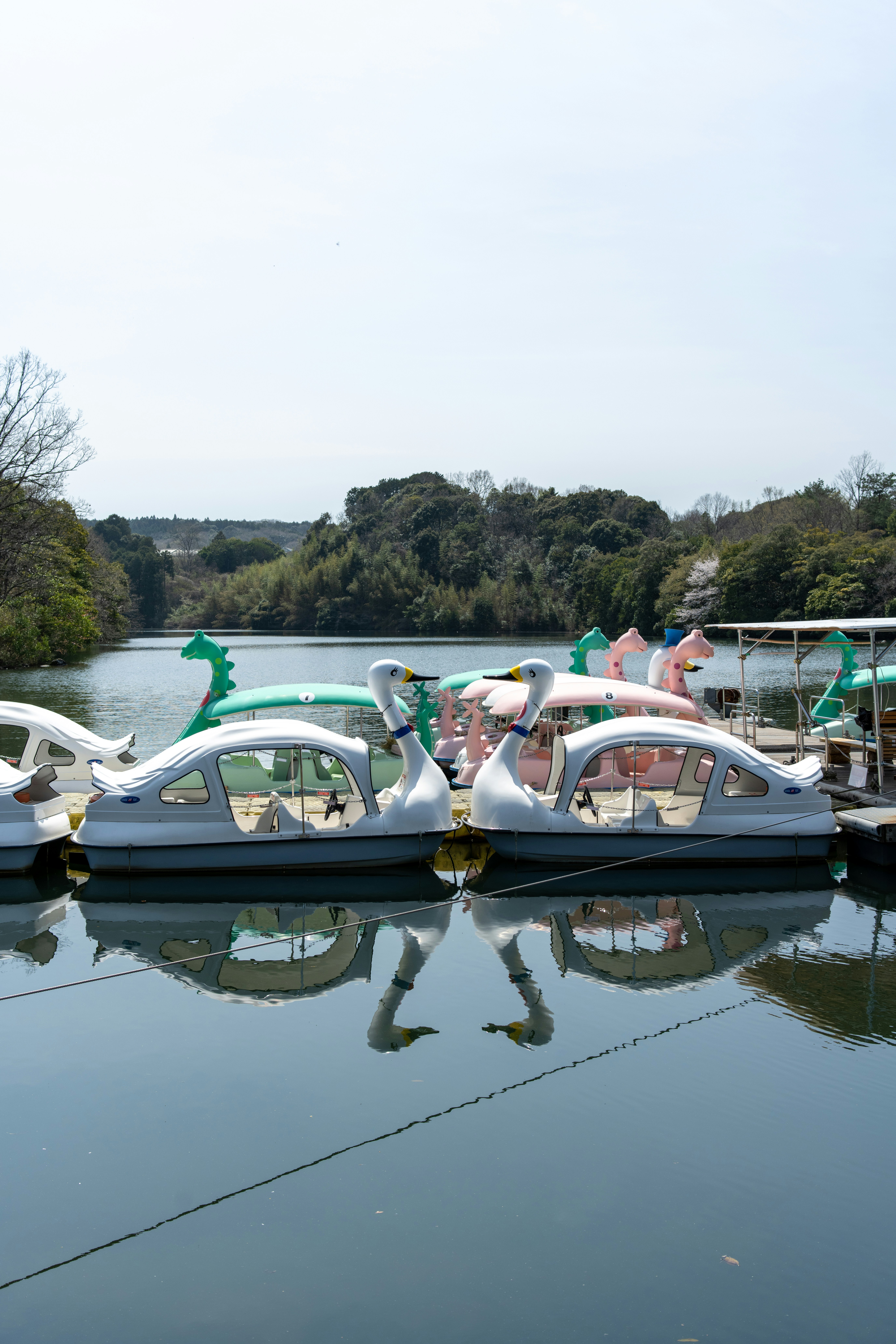 Swan-Shape Pedal Boats Rest on a Tranquil Lake, Reflections in Still Water