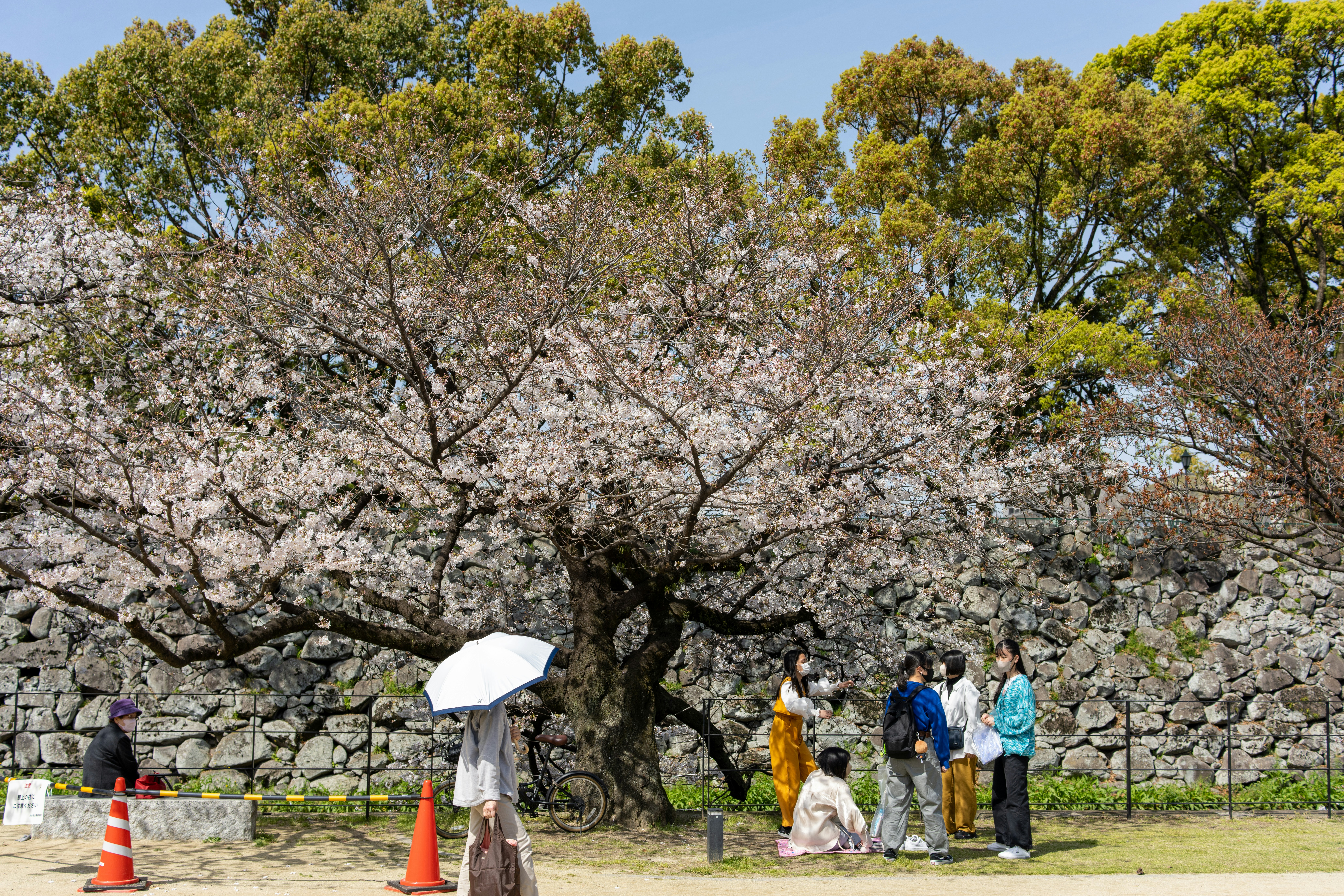 Under the White Umbrella Among Sakura: A Quiet Park Moment by the Stone Wall