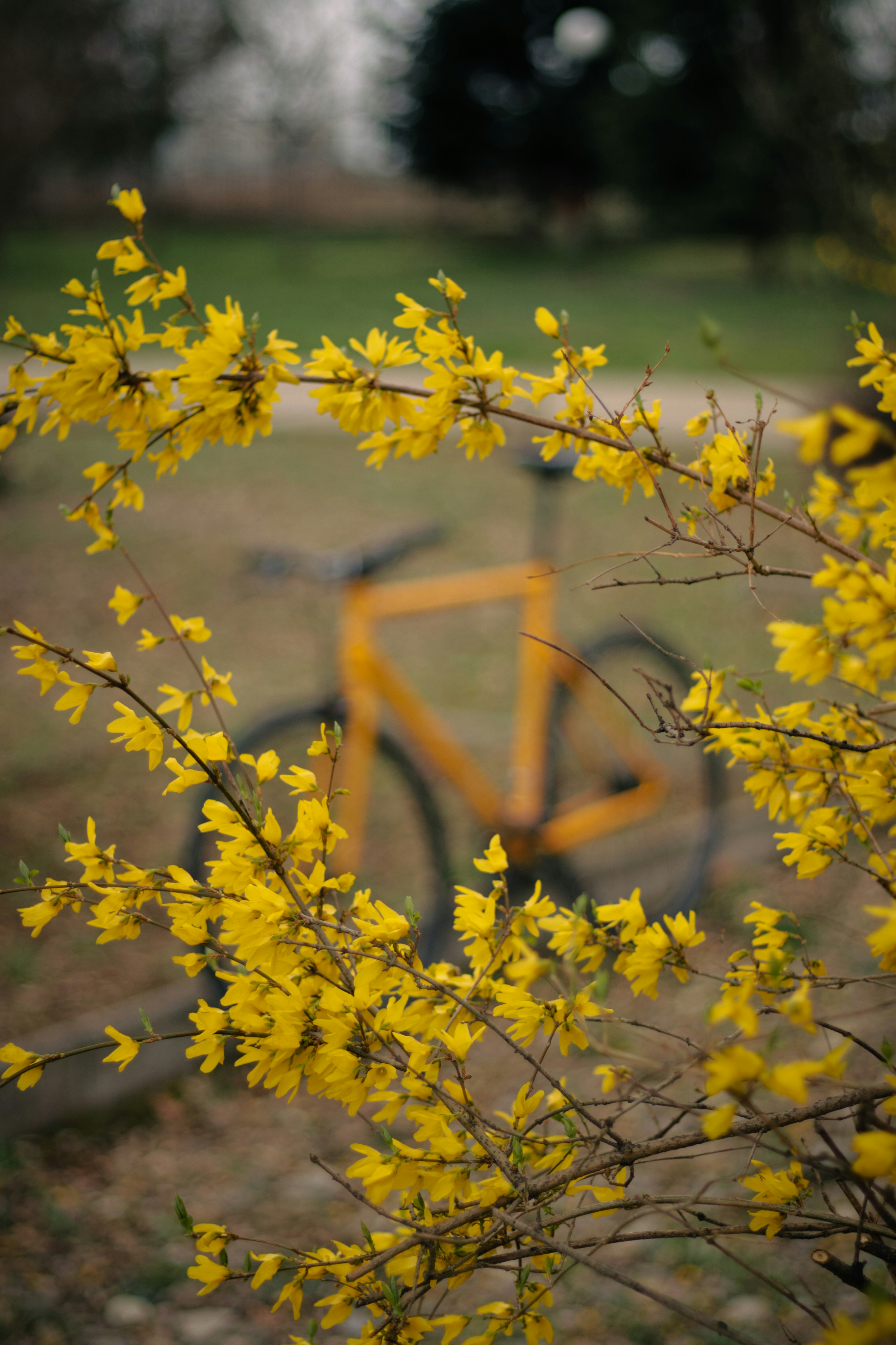 a yellow bicycle parked in a field next to a tree