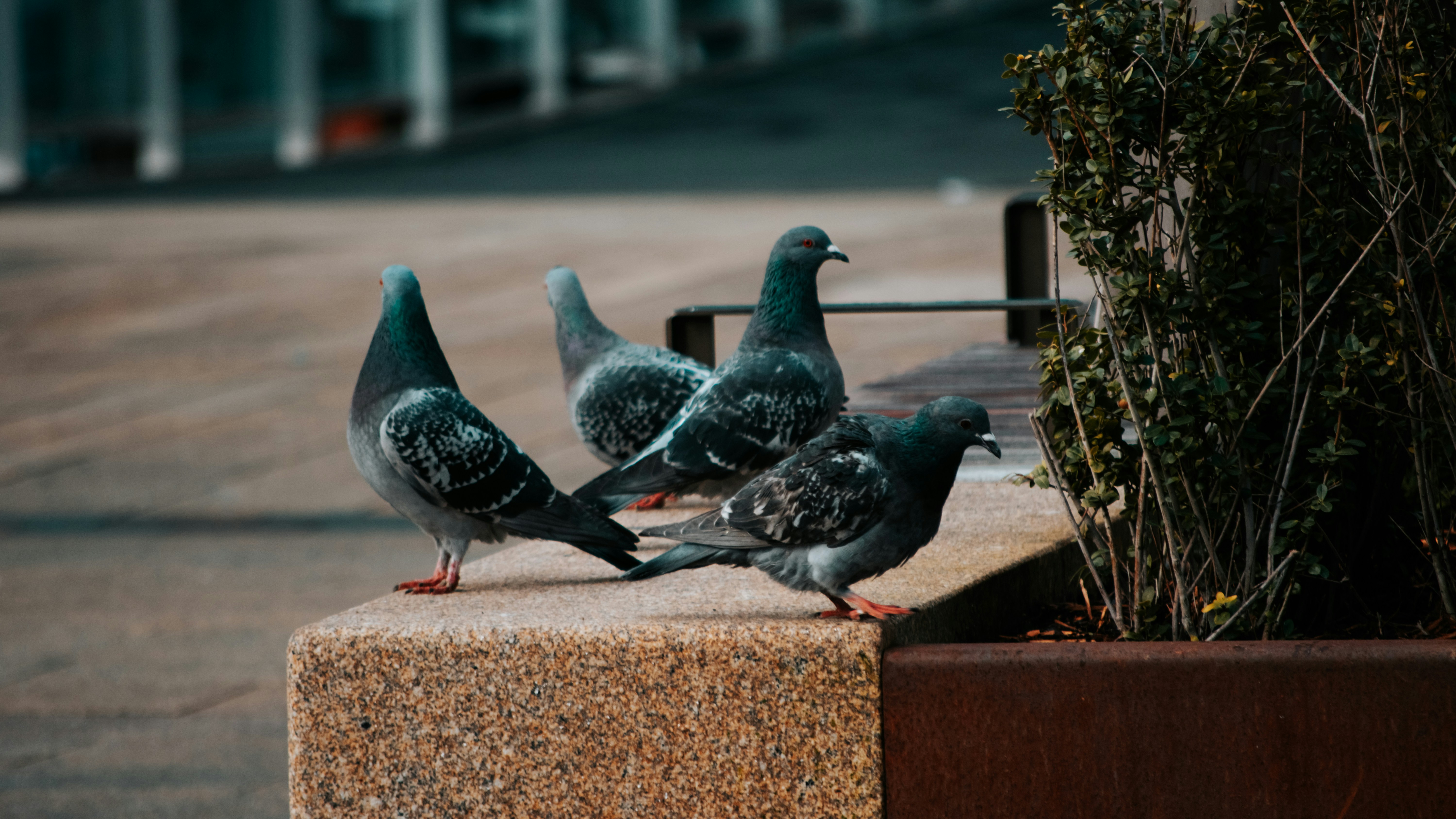 A group of pigeons standing on a ledge next to a plant photo – Free ...