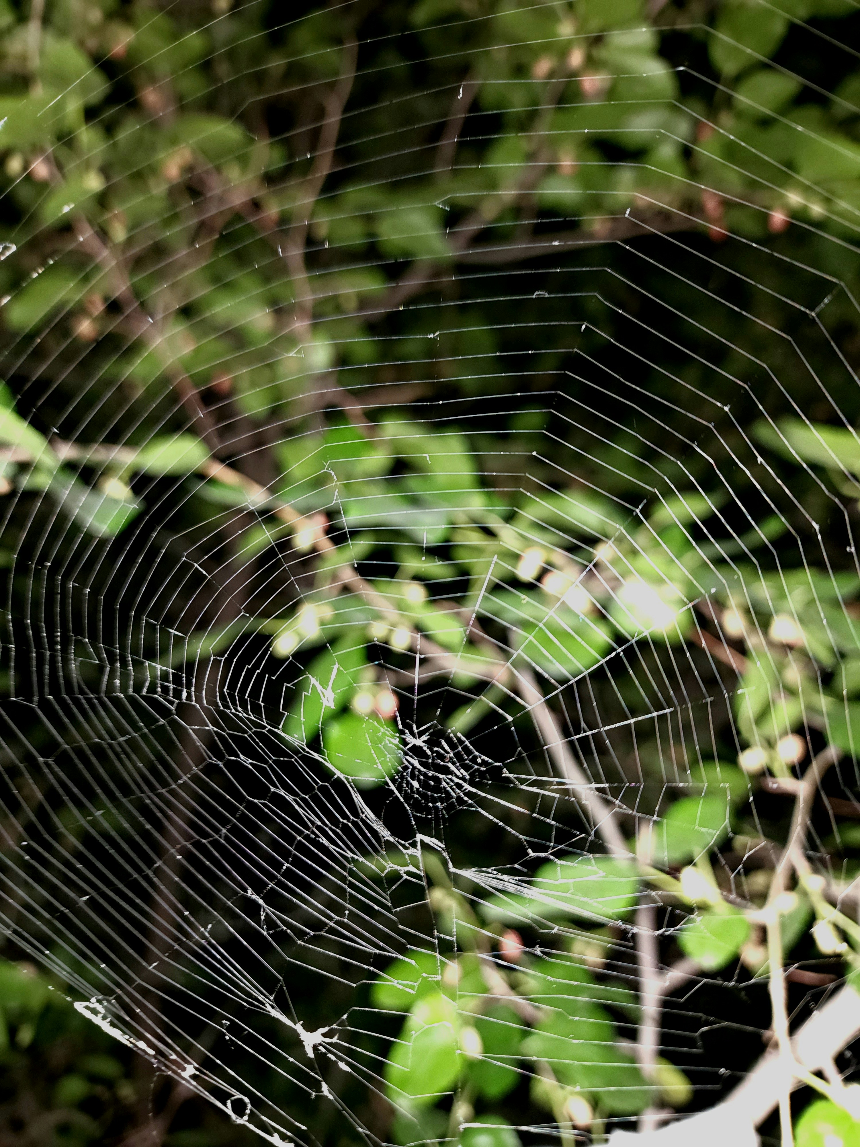 Gossamer Convergence: A Spider Web Framed by Quiet Green
