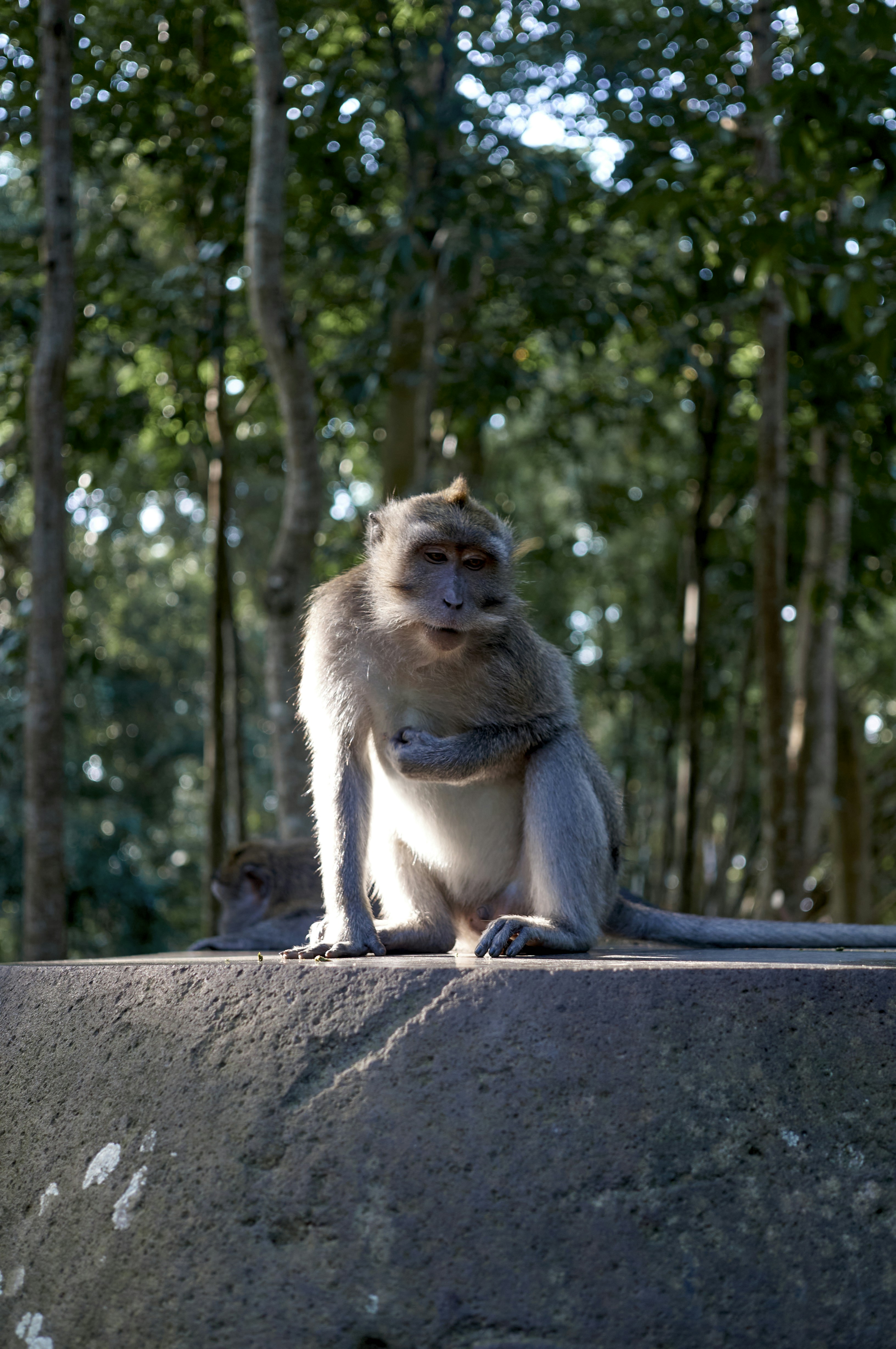Monk-faced macaque perched on a weathered ledge beneath a whispering forest canopy