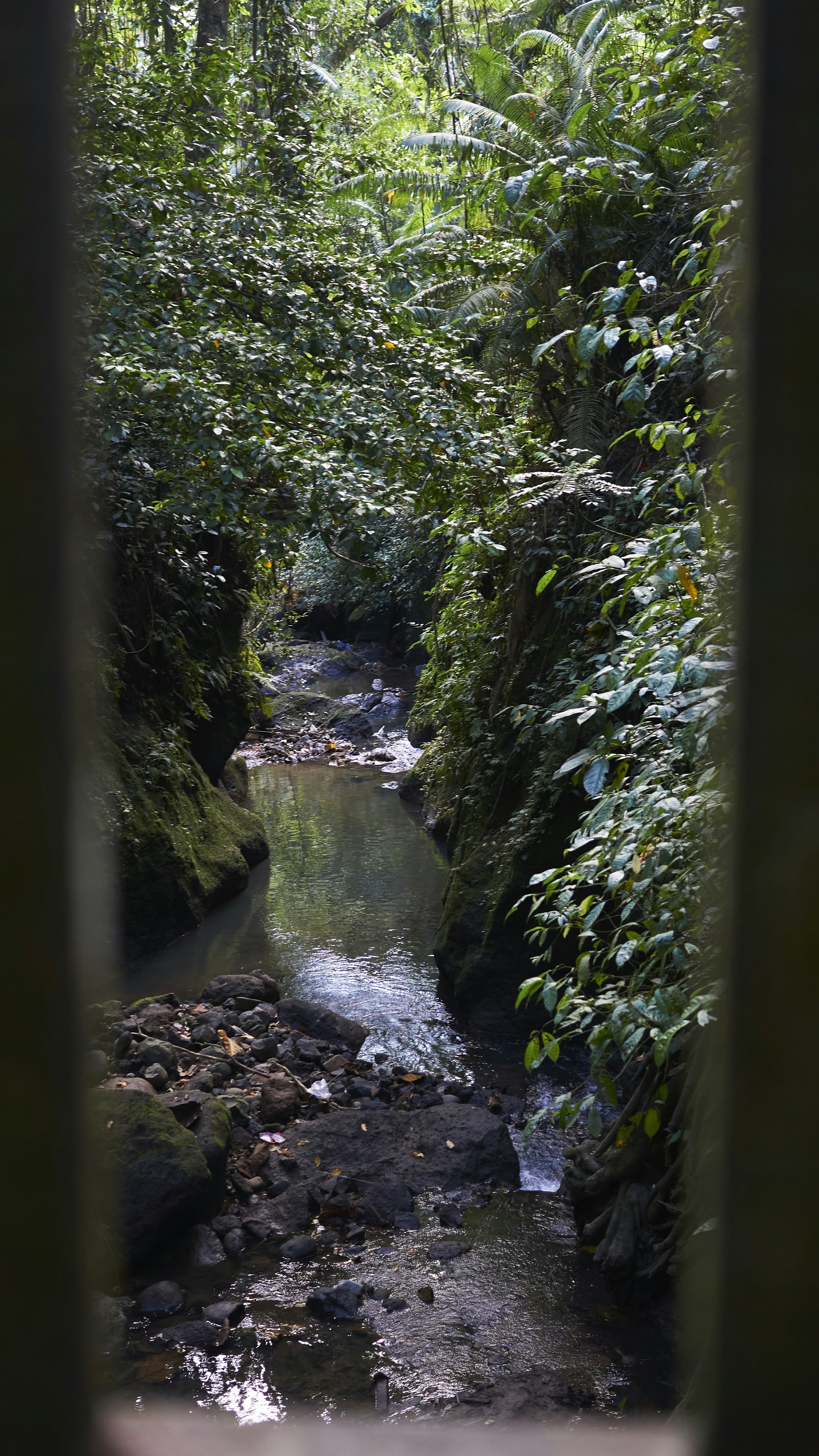 Hidden Gorge: A Sunlit Stream Winding Through Mossy Walls