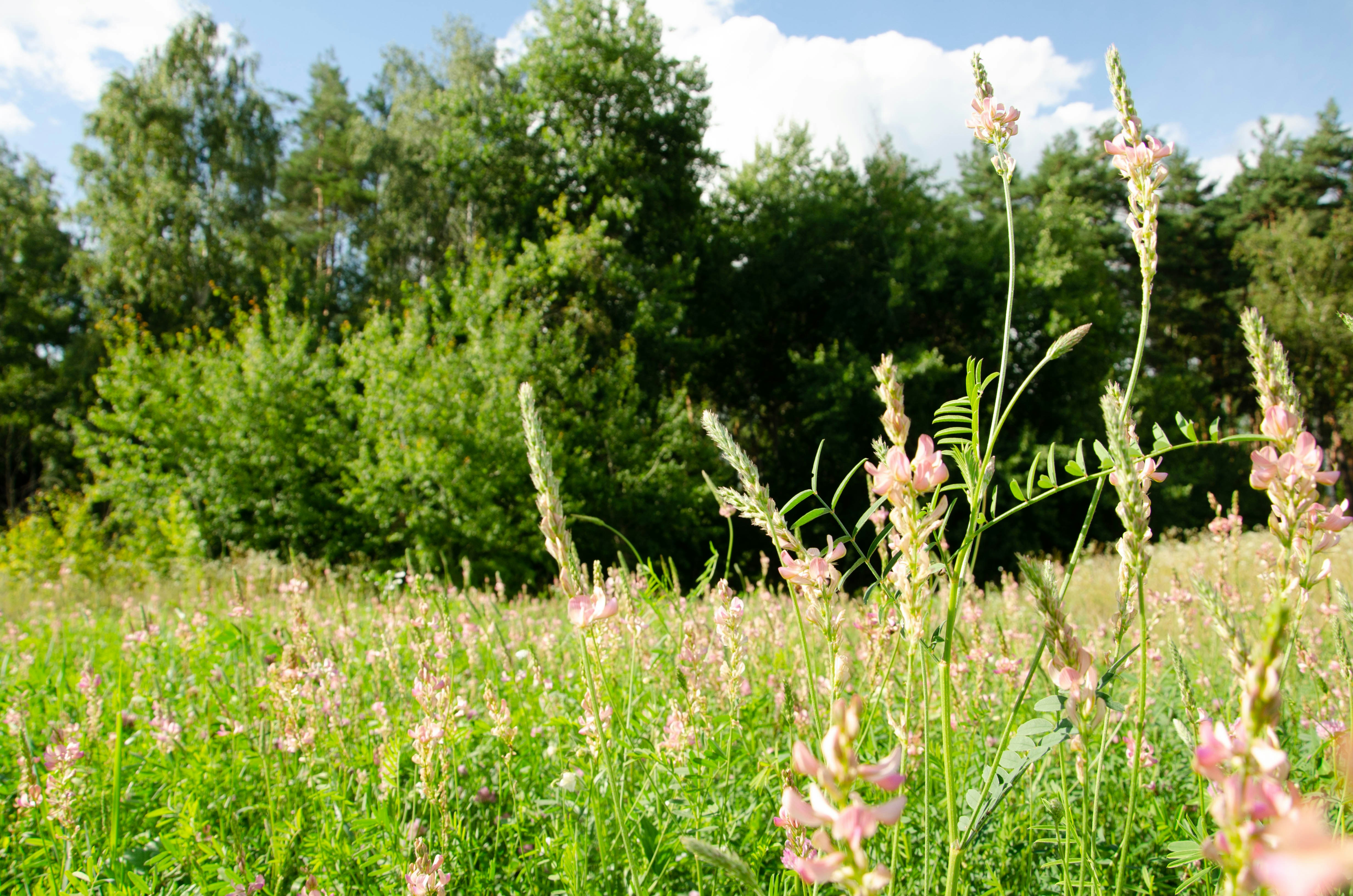 Un champ plein de fleurs roses et d’herbe verte photo – Image gratuite ...