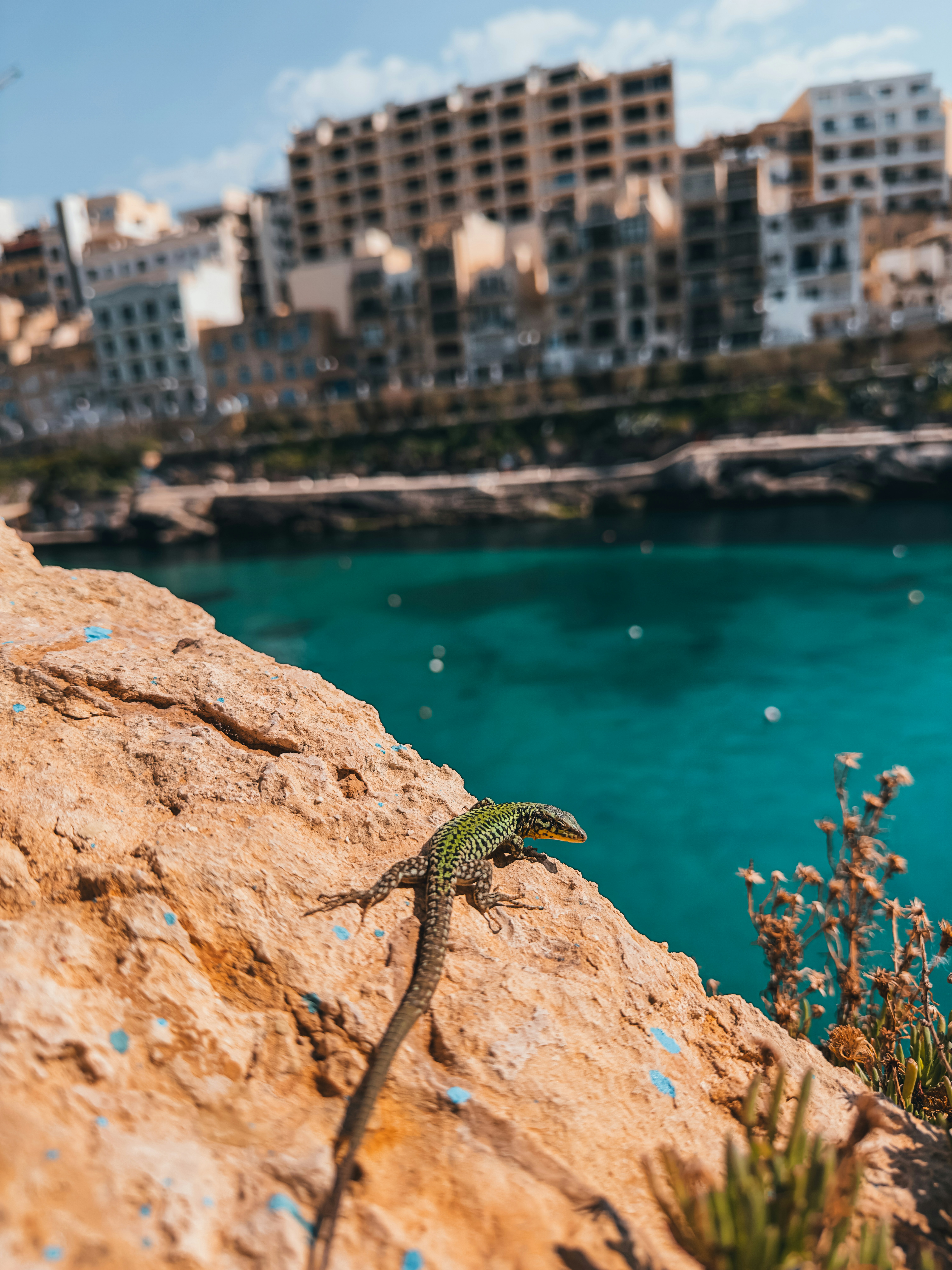 a lizard on a rock near a body of water