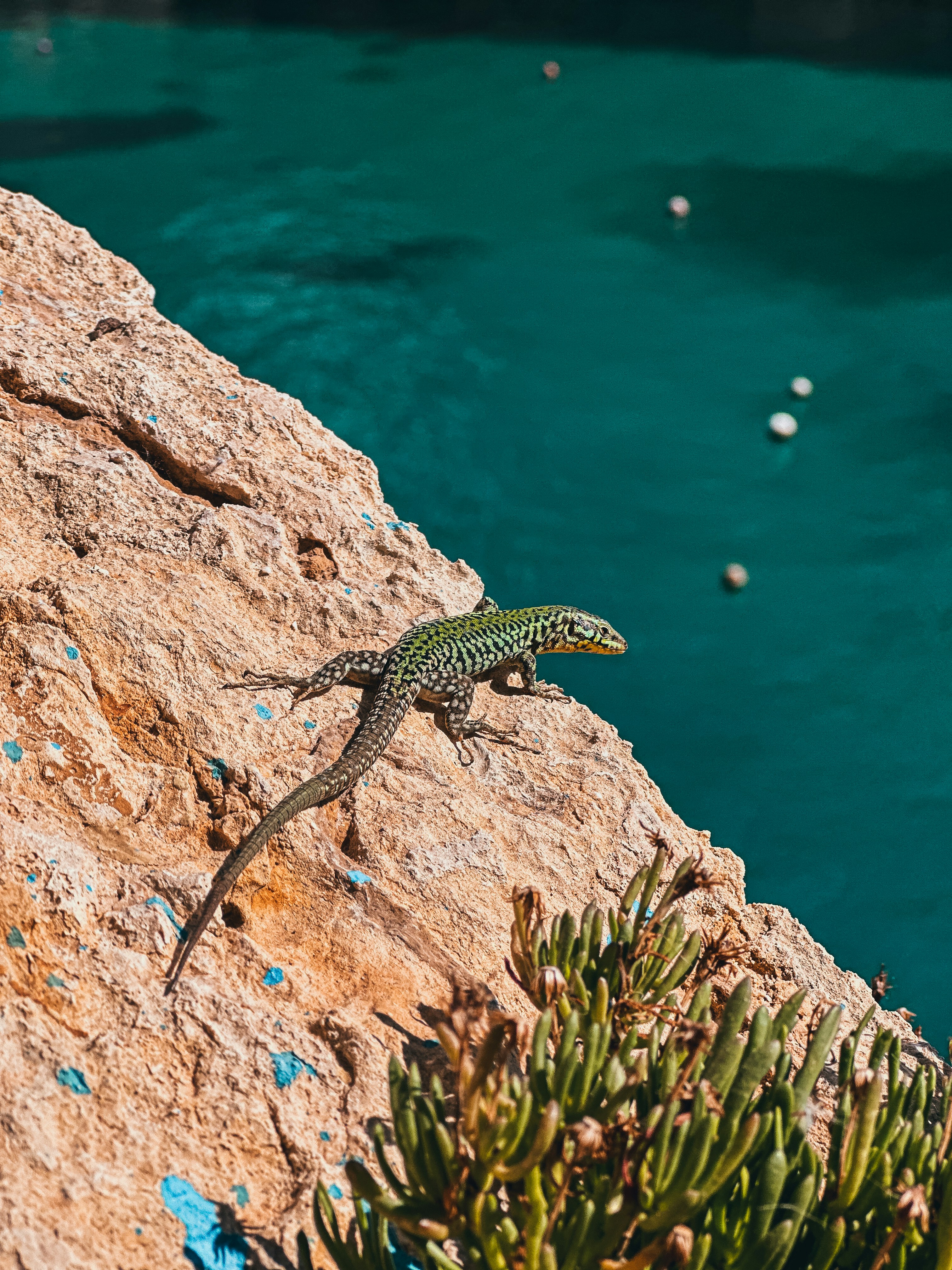 A vibrant lizard perched on a sunlit rock, overlooking a serene turquoise sea dotted with floating objects.