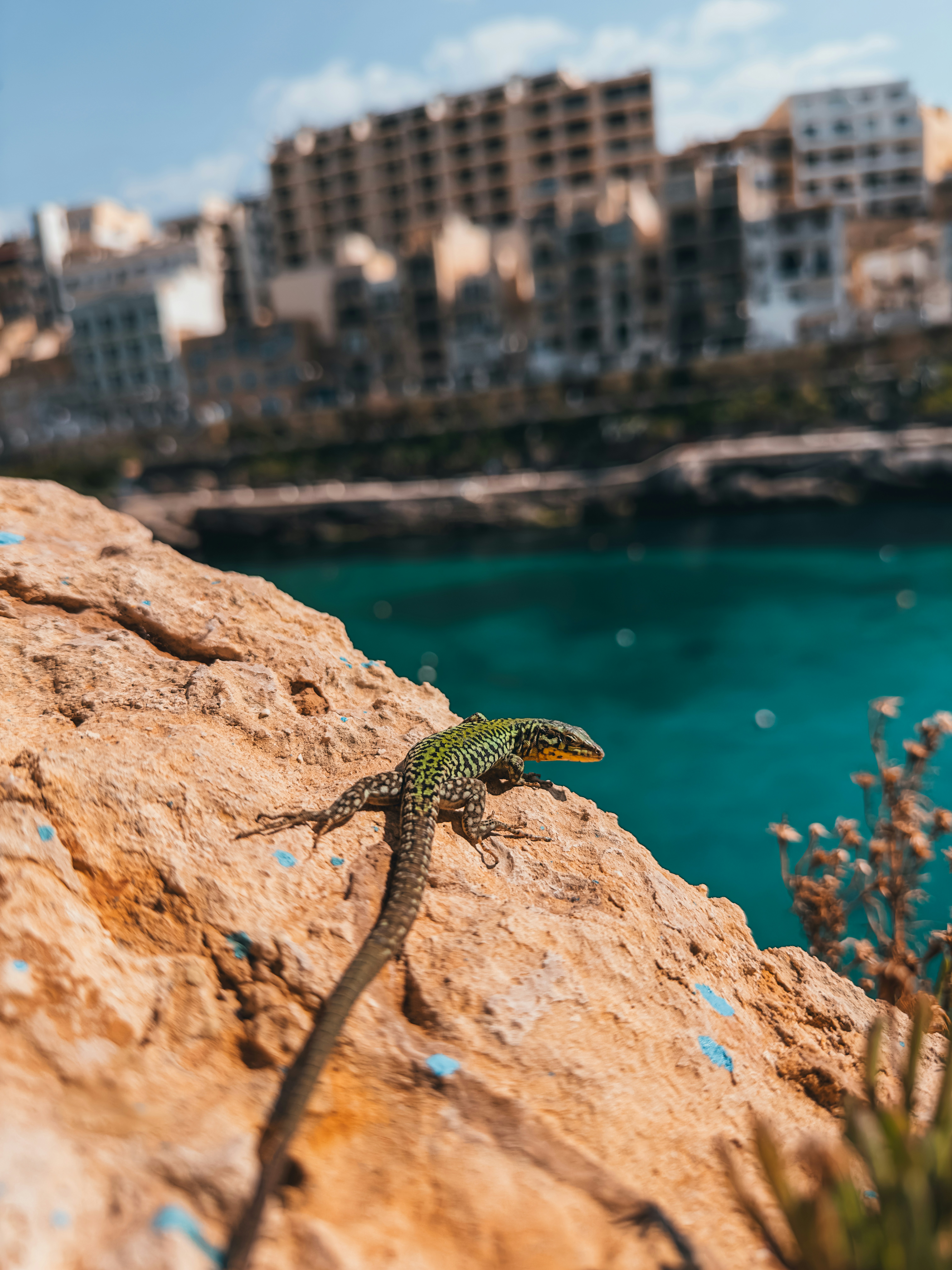 Lizard on a sunlit cliff overlooking turquoise water and distant skyline