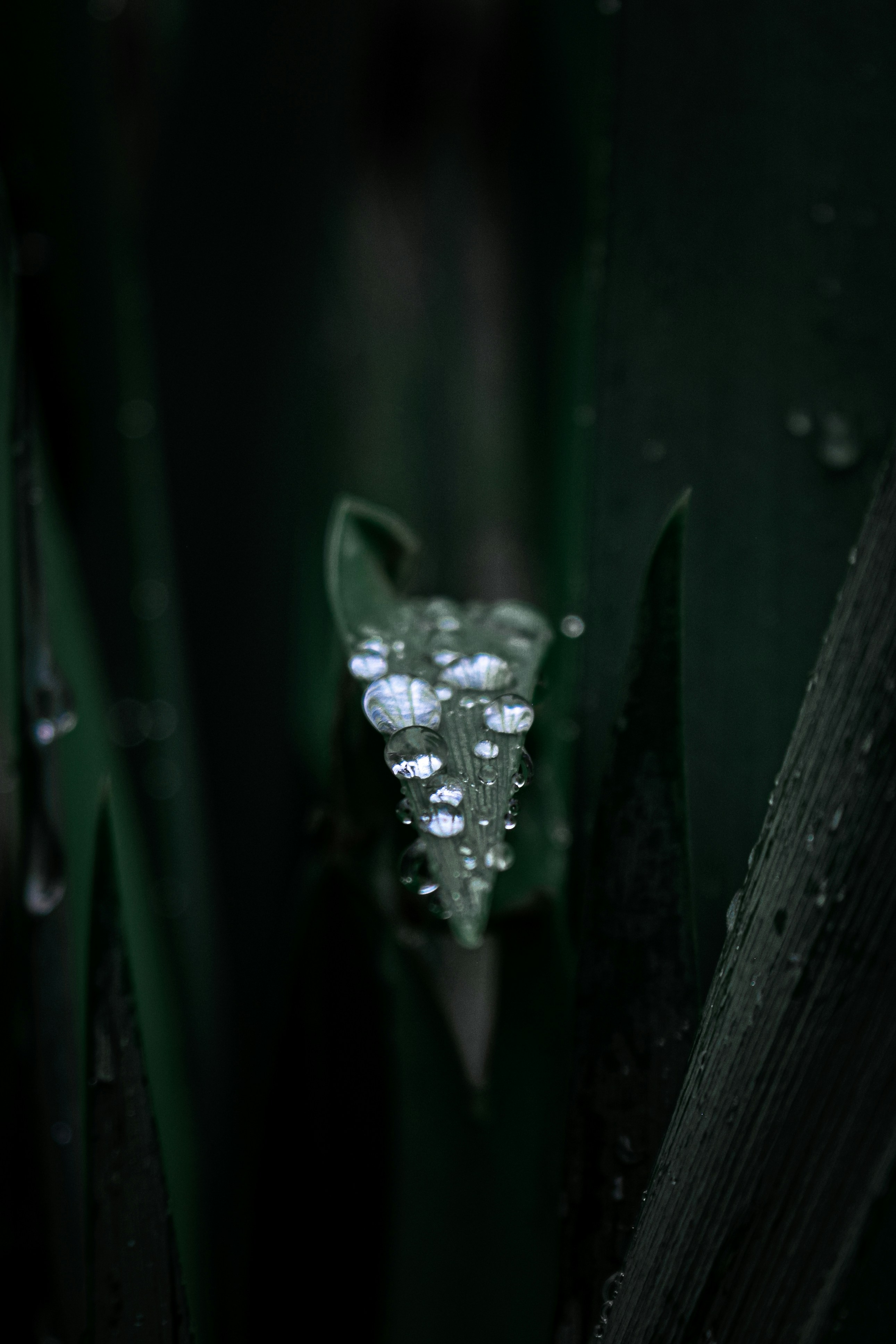Glistening Drops on Nature's Canvas