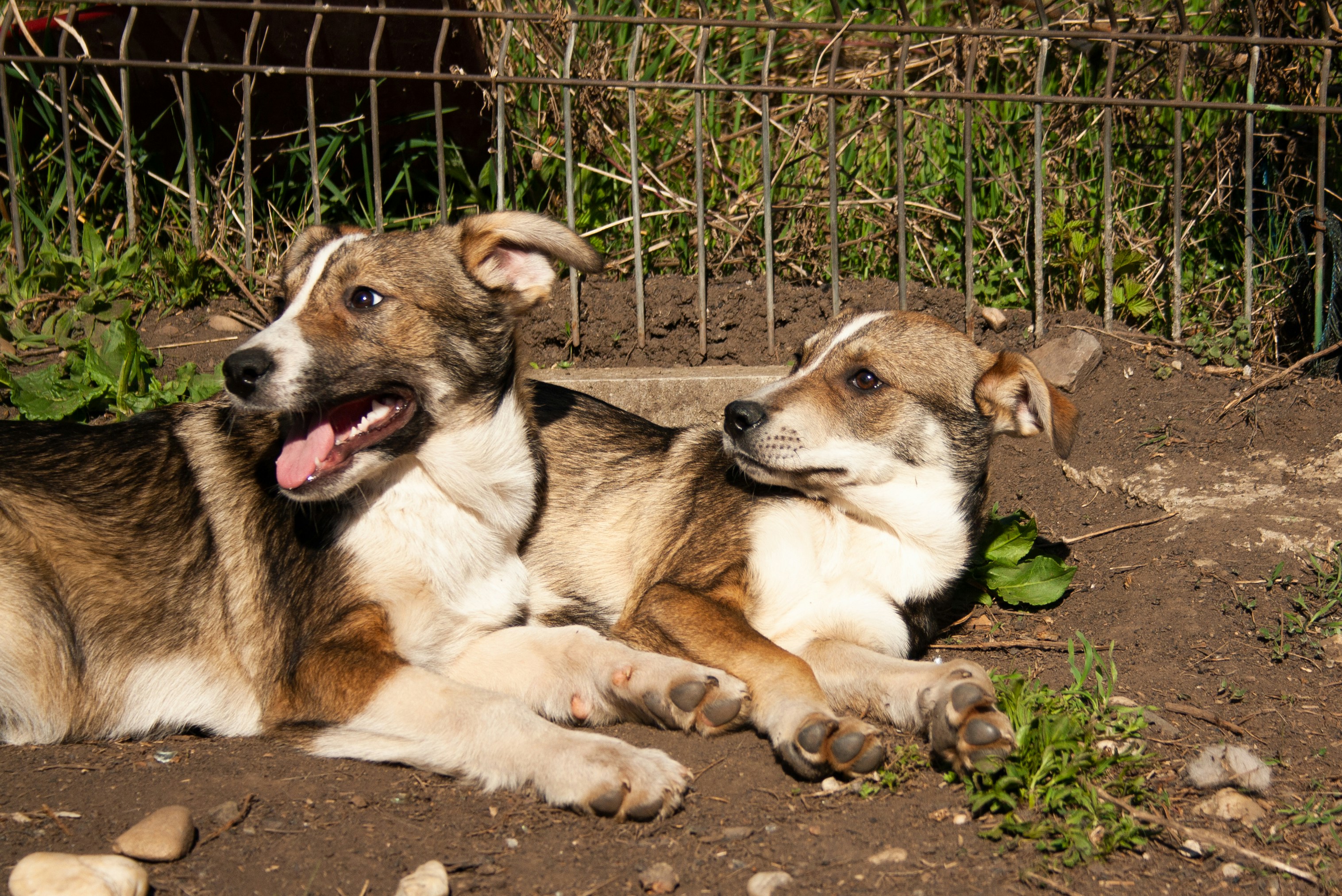 Dogs And Puppy Pictures | Download Free Images on Unsplash