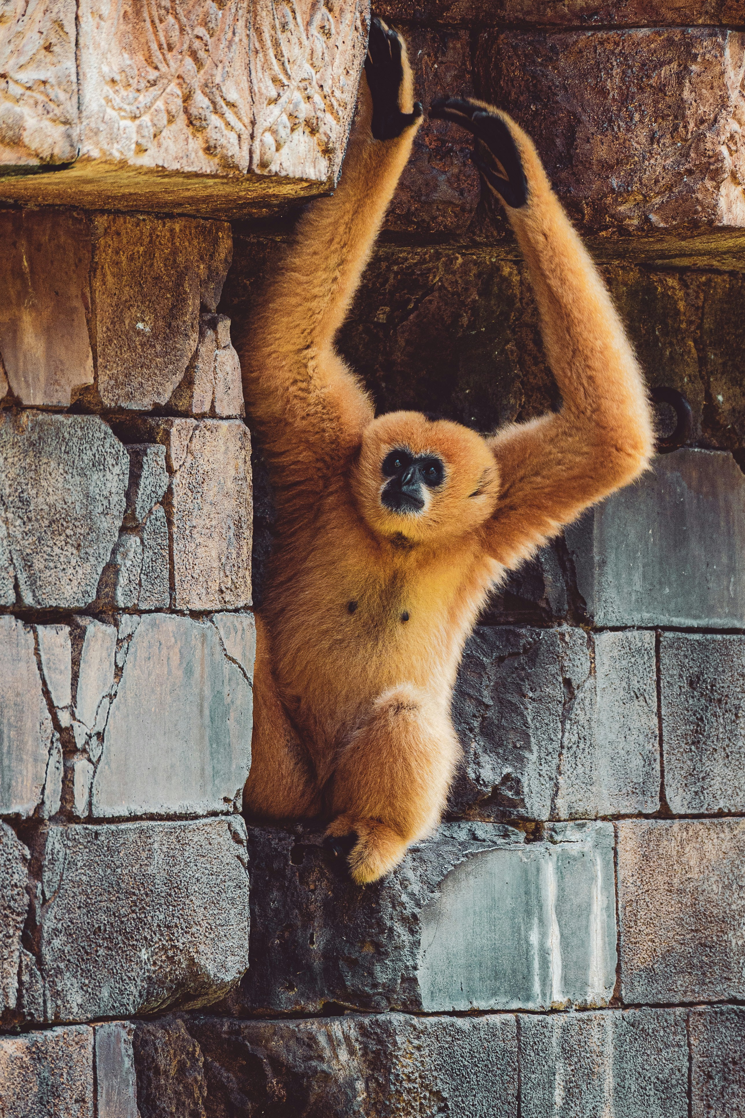 Juvenile Orangutan Clinging to Stone ledge
