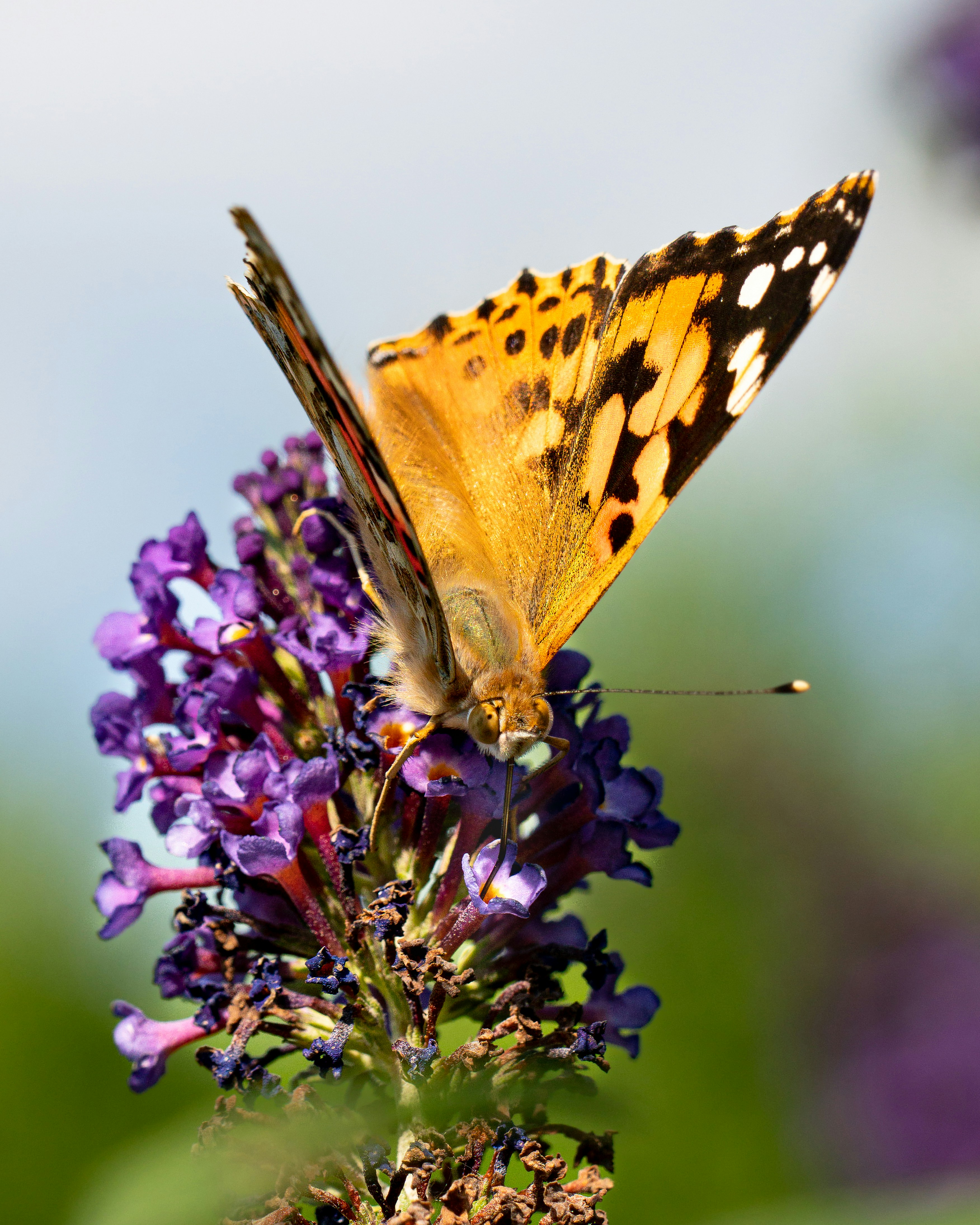 Butterfly perched on a purple flower with wings open under bright daylight.