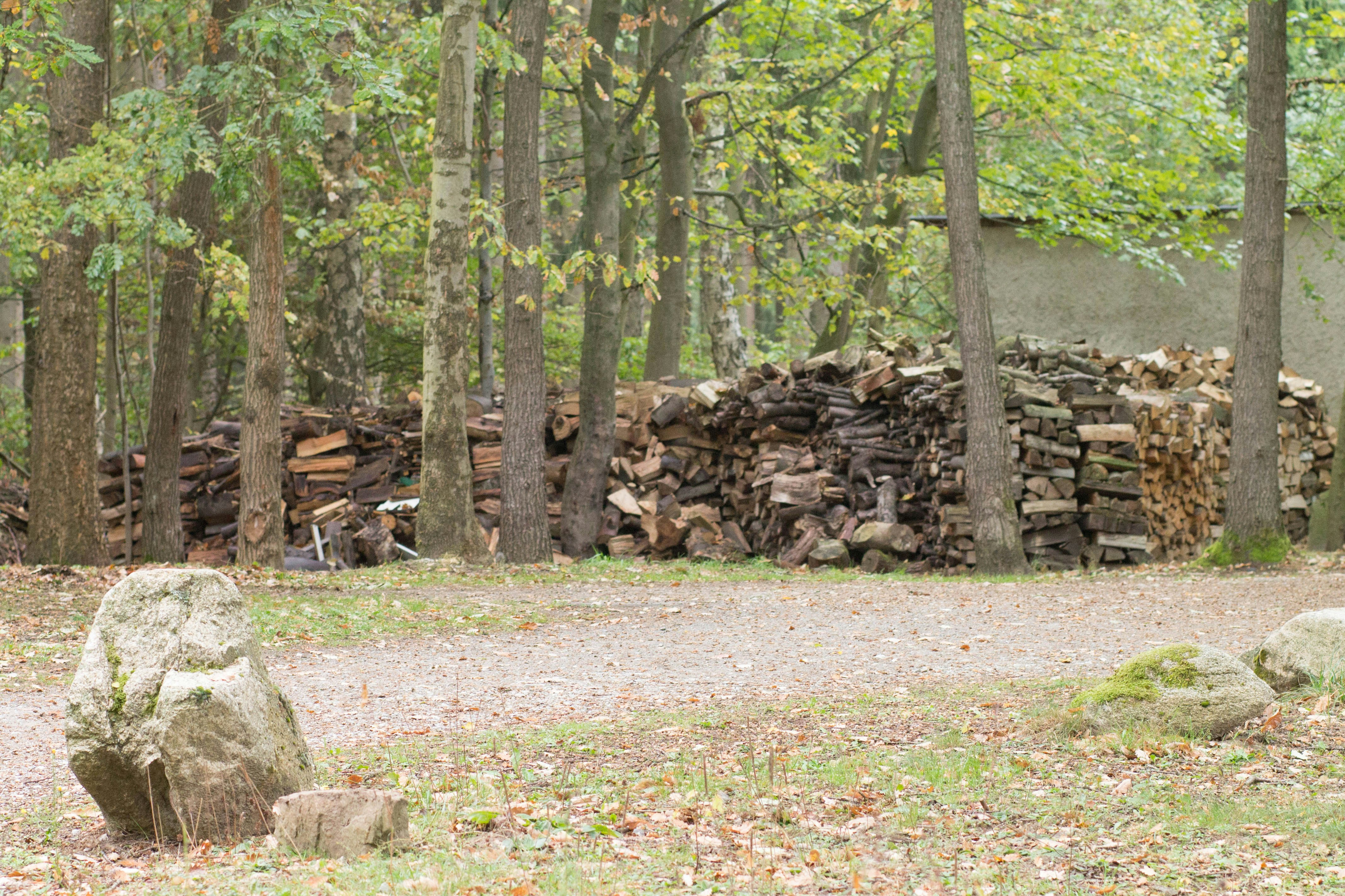 Rock in the Clearing: A Quiet Woodland Scene Framed by a Stacked Log Pile