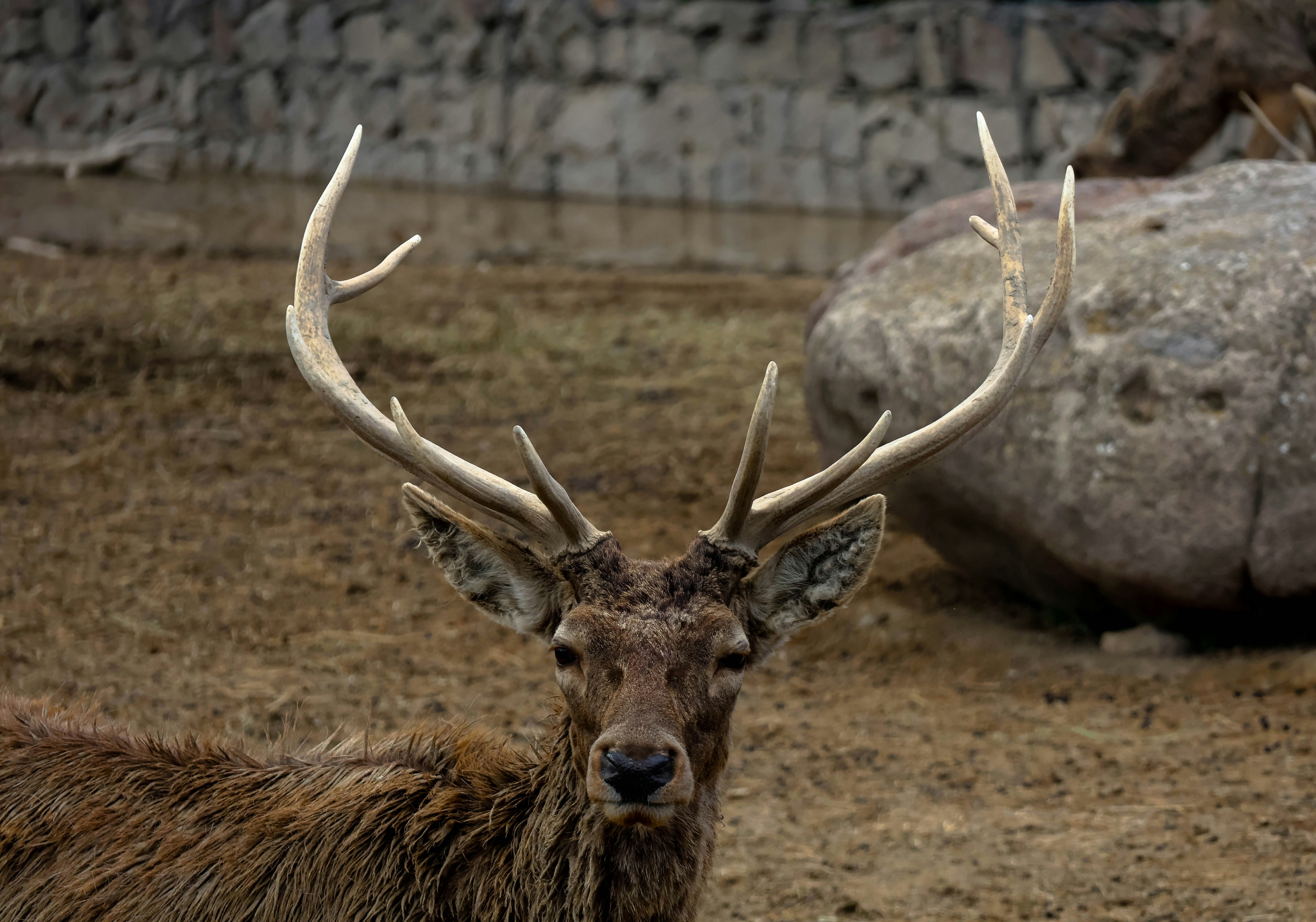 A close up of a deer with antlers near a rock photo – Free Animal Image ...