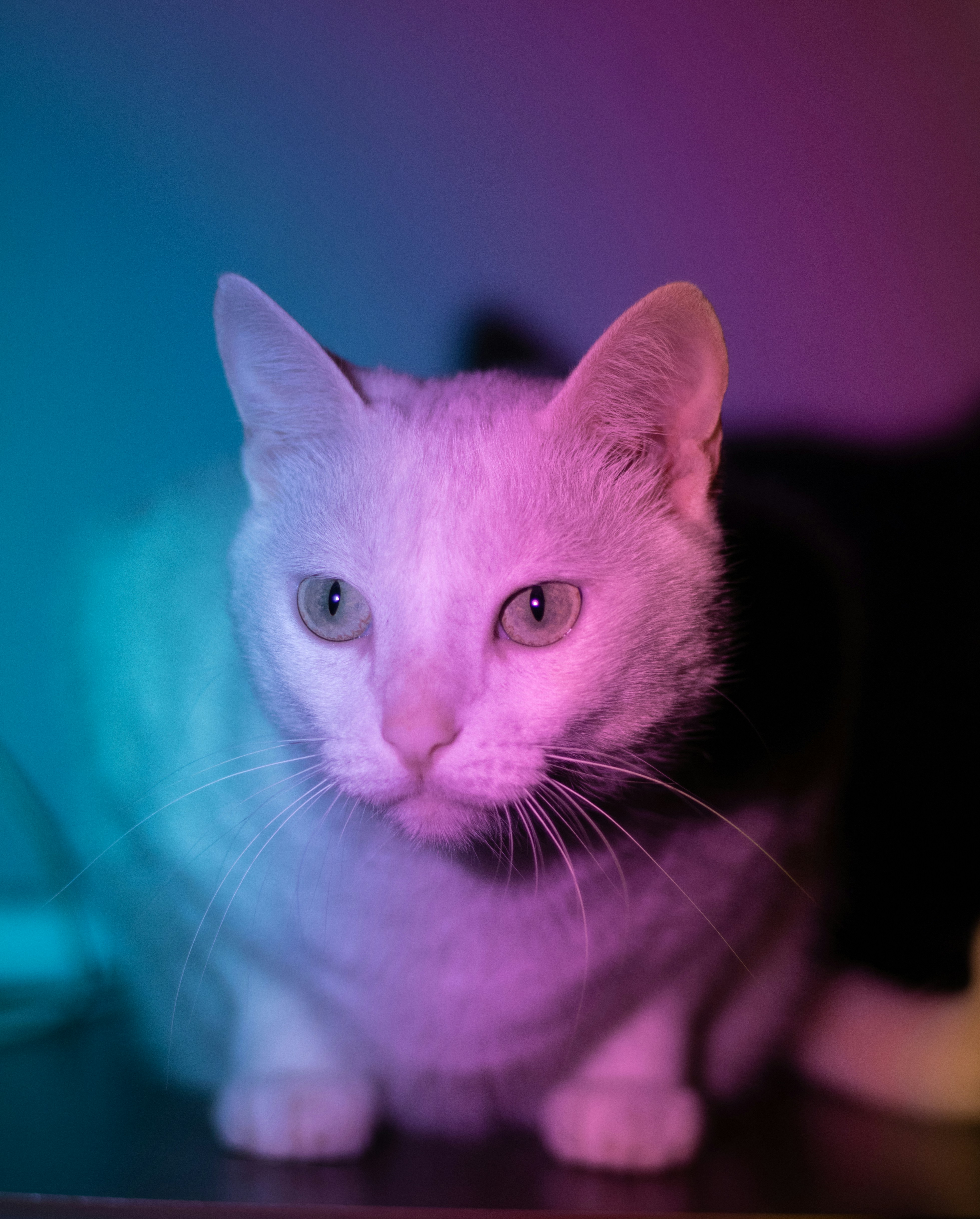 White Cat With Purple Eyes