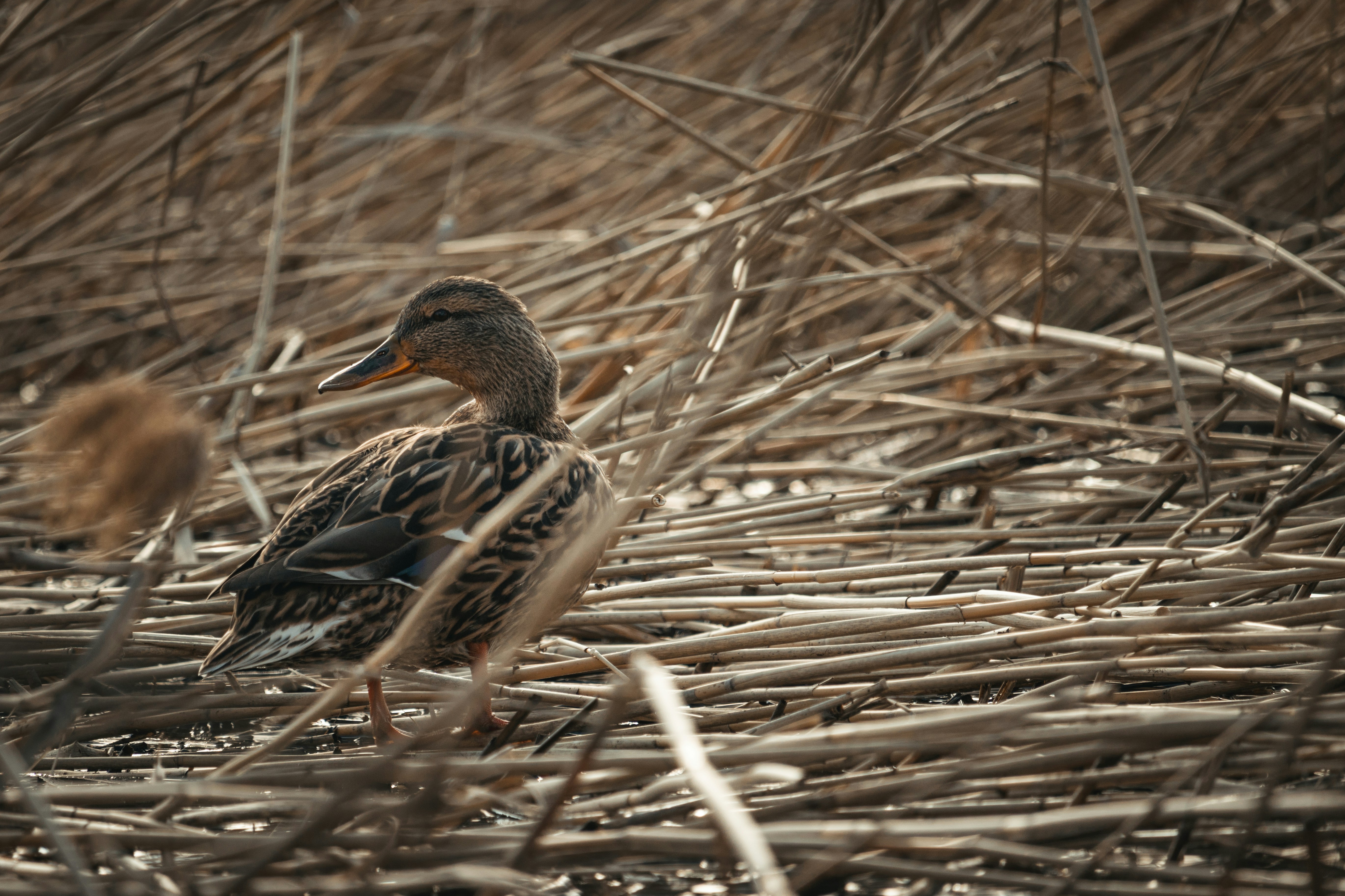 a duck sitting on top of a dry grass field