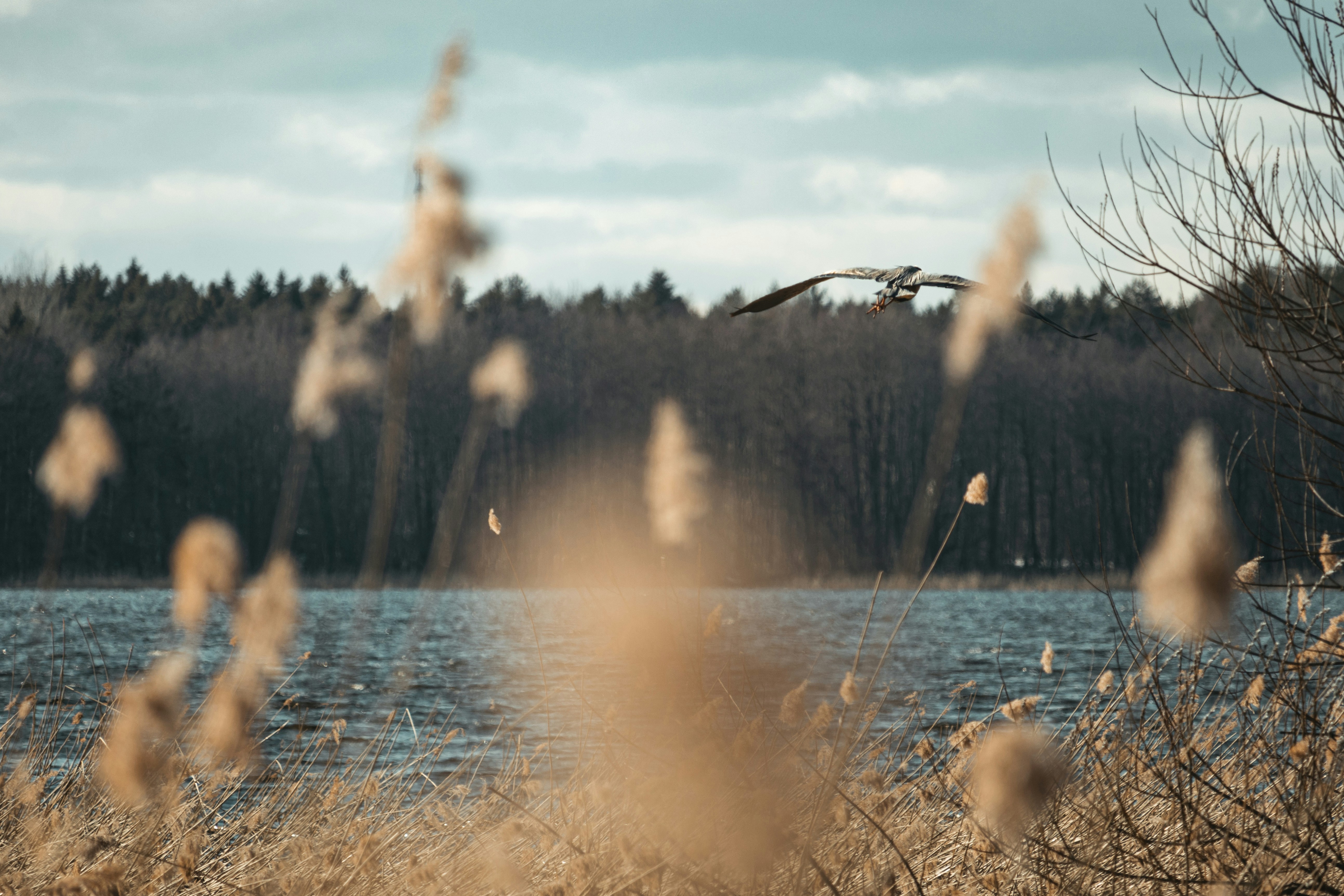 Flight Across a Quiet Winter Lake: Reeds Frame the Moment