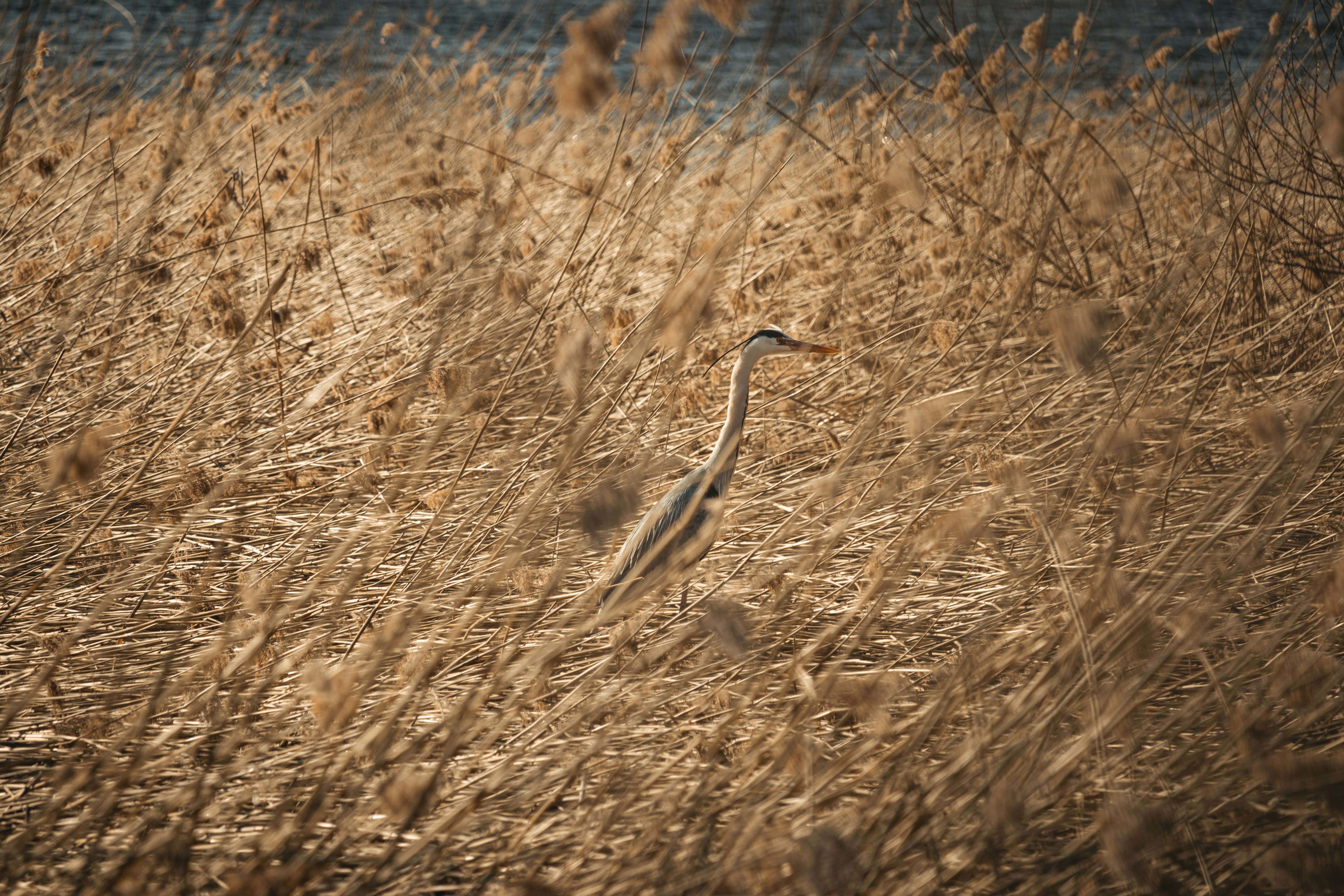 a bird standing in a field of tall grass