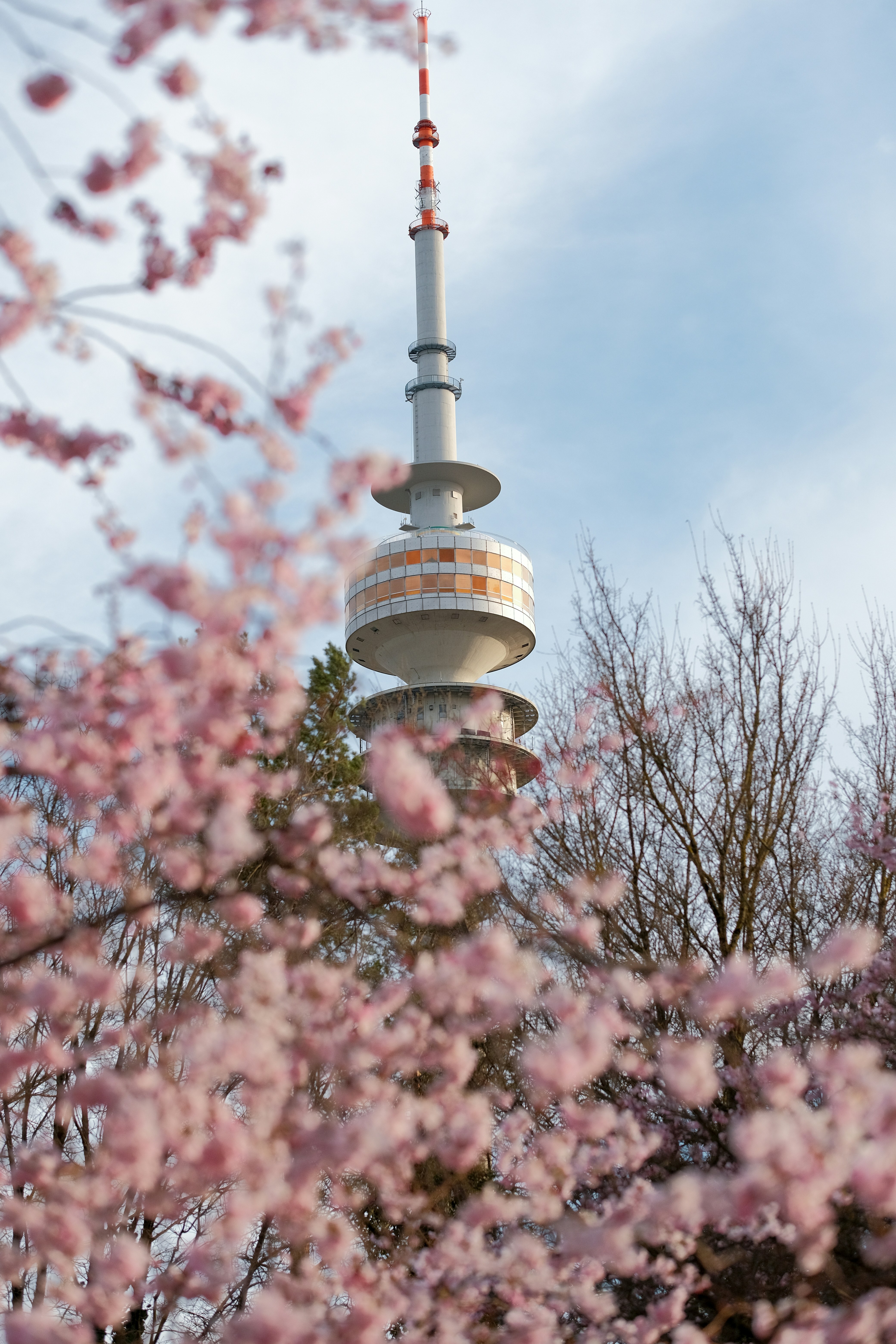 Sakura-Framed Tower: A Quiet Rise Through Blooming Foliage