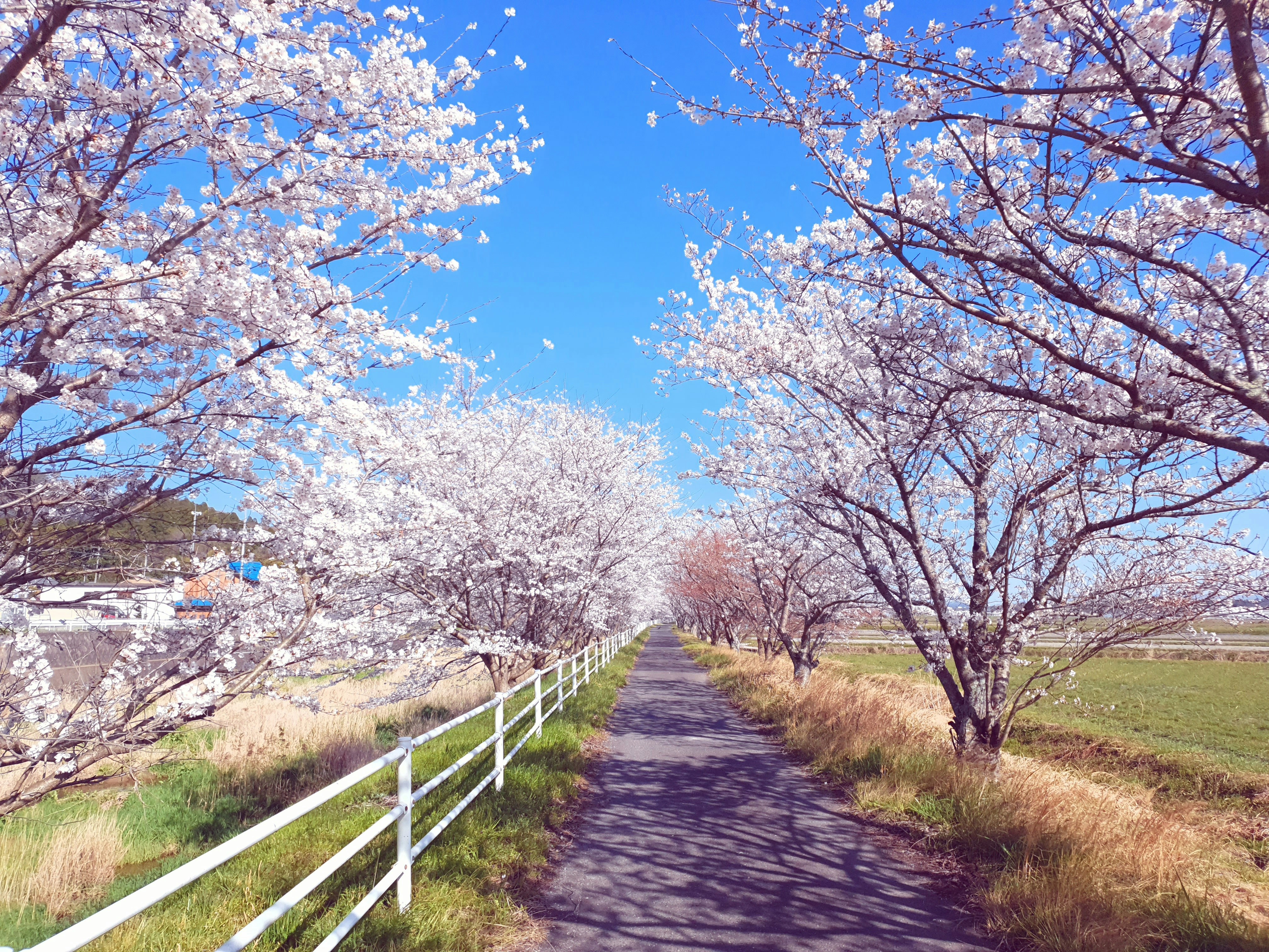 Alley of Blushing White Blossoms