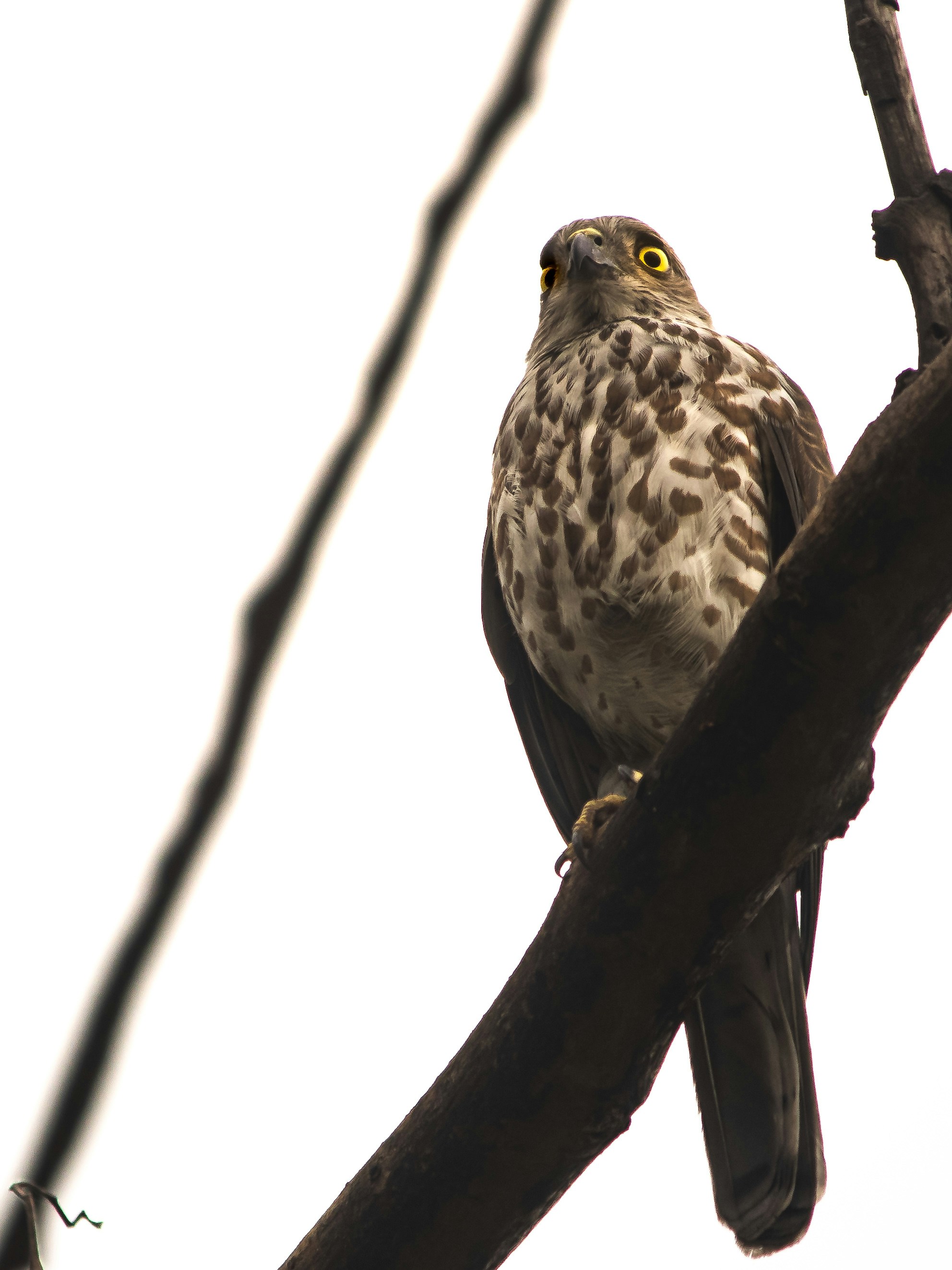 Photo by Harshit Suryawanshi with Canon EOS 200D Mark II