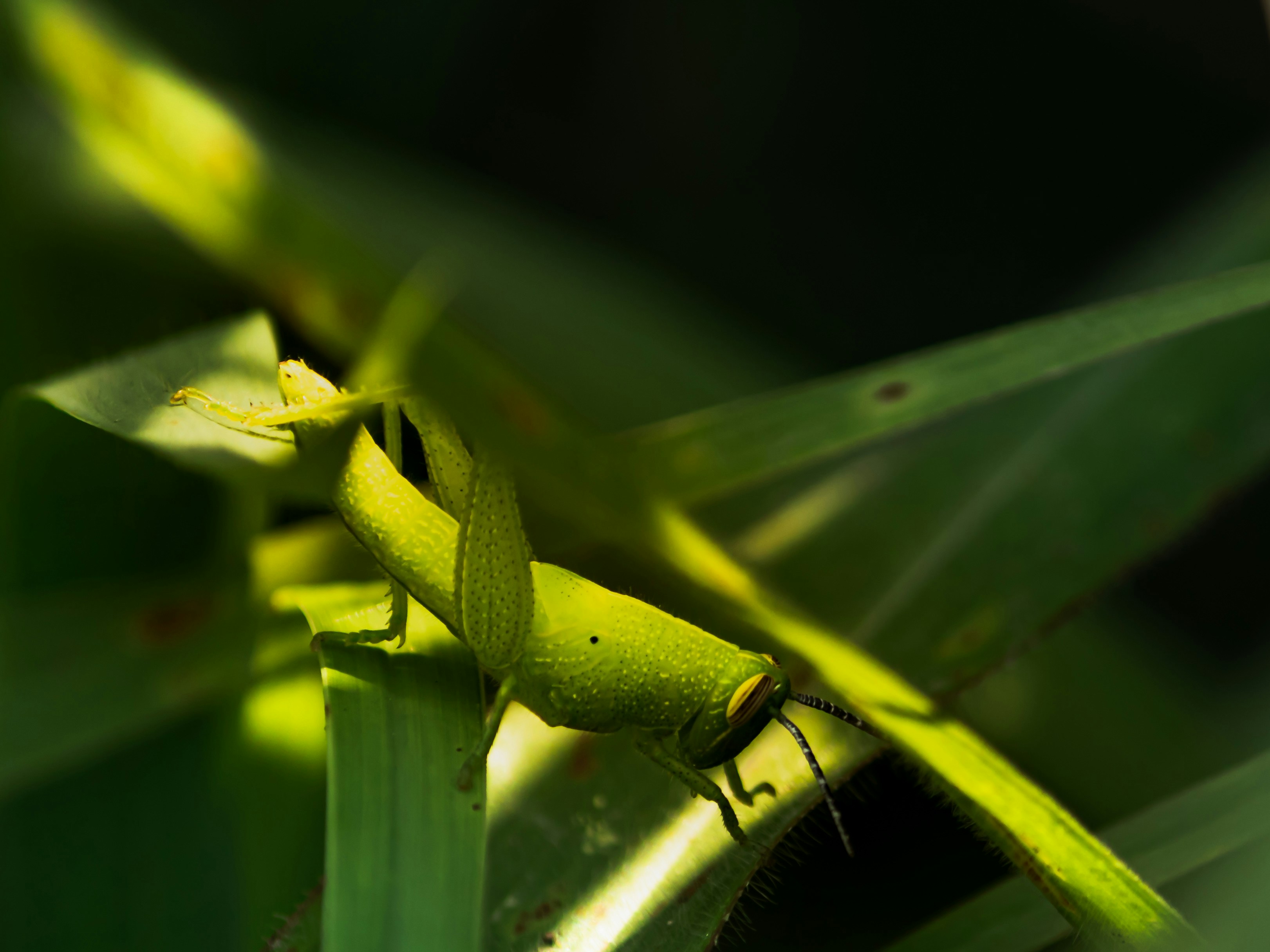 Omocestus viridulus, known in the British Isles as the common green grasshopper, is a Palearctic species of grasshopper in the subfamily Gomphocerinae.