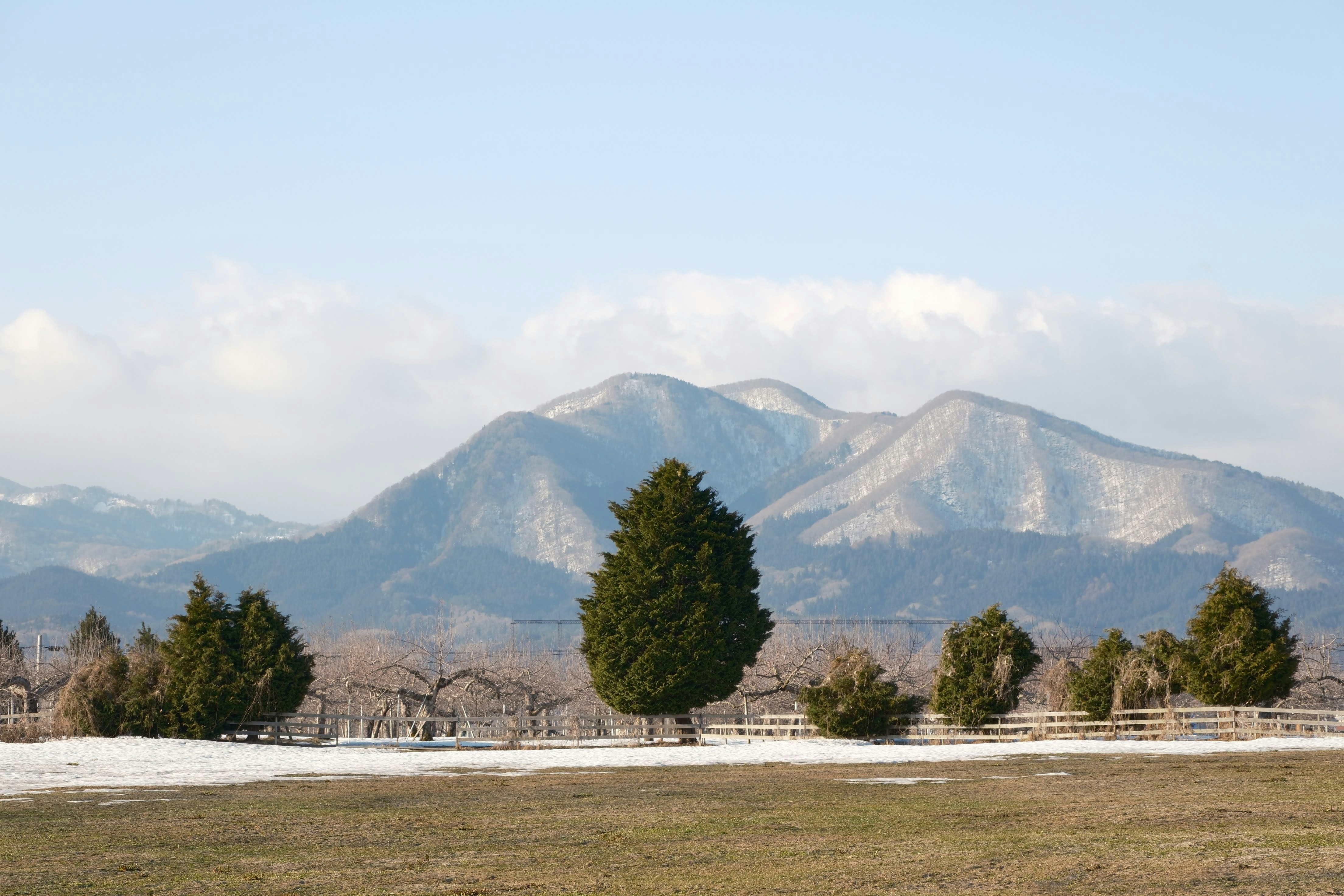 Lone Pine Before a Snow-Kissed Plain with Distant Peaks