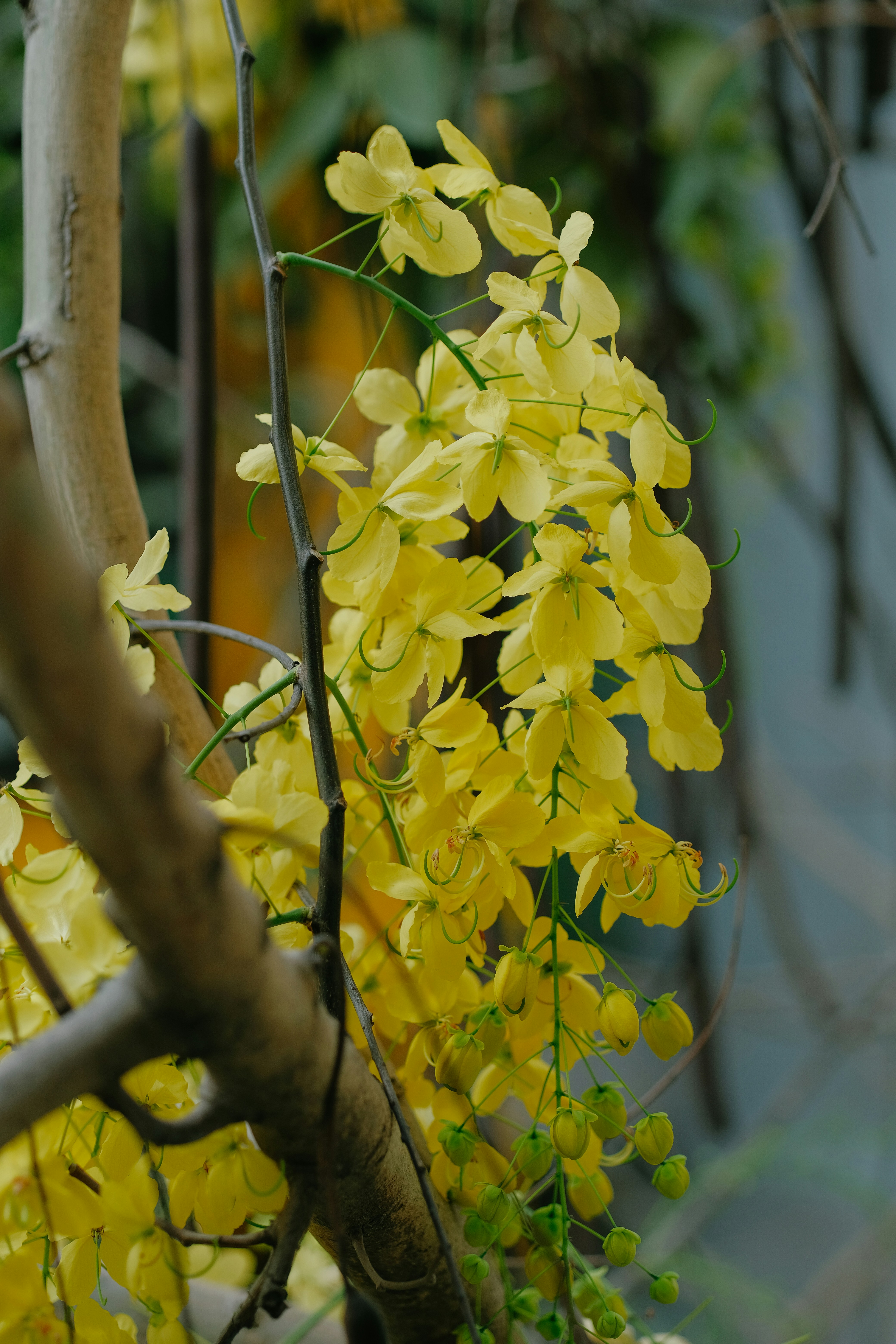 a bunch of yellow flowers on a tree