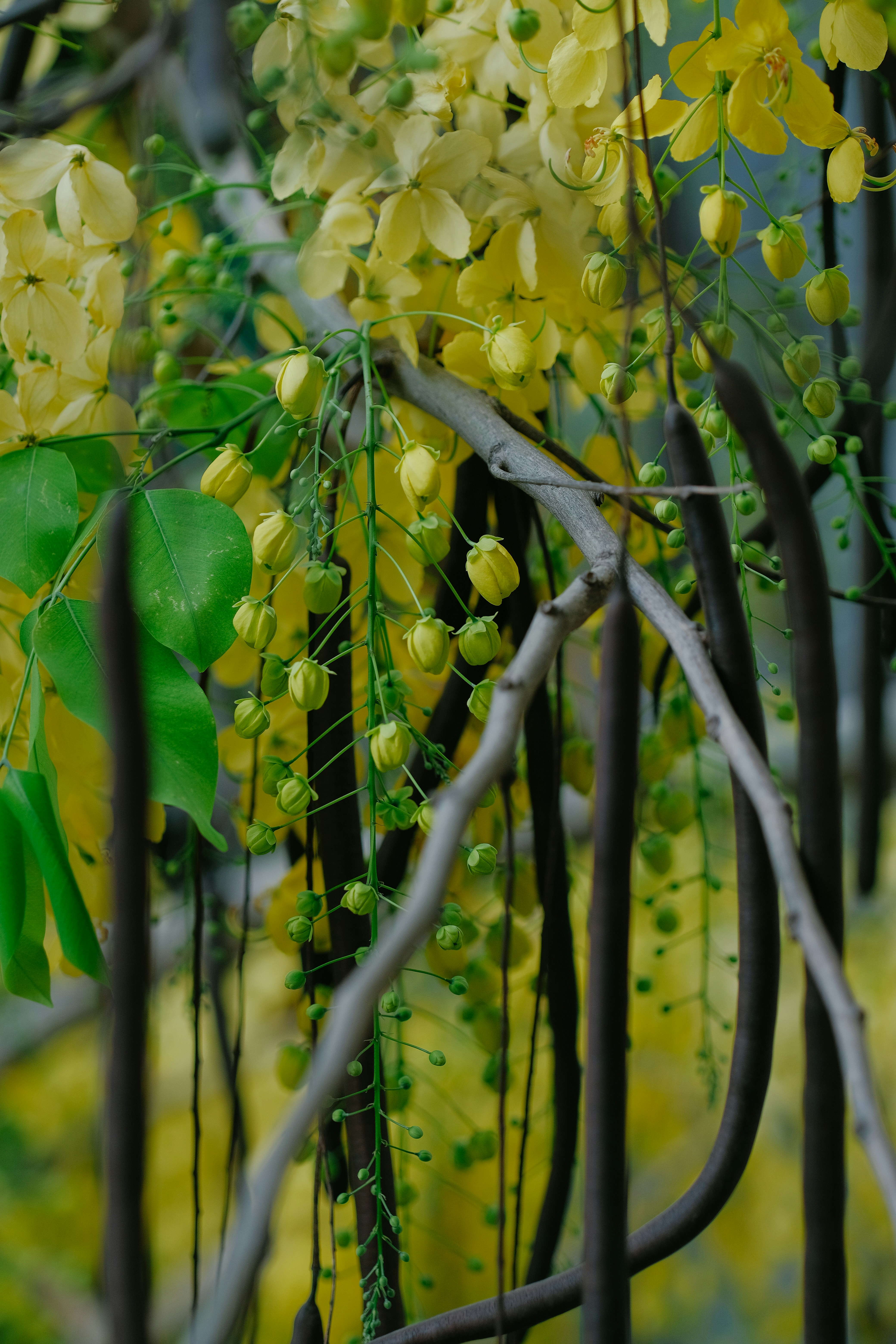 A bunch of yellow flowers hanging from a tree photo – Free Plant Image ...